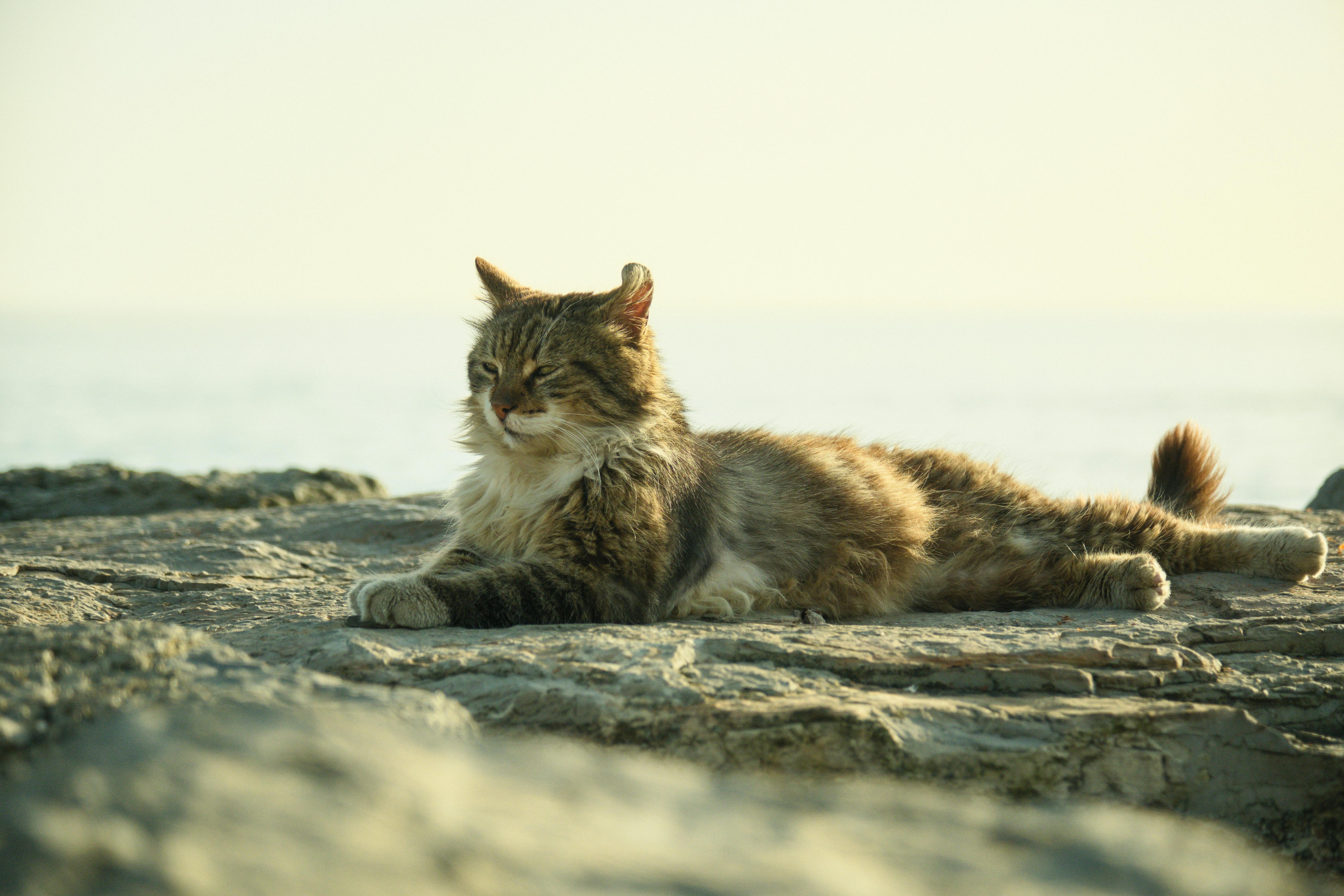 Resting Cat on Rocks by the Sea in Kadıköy · Free Stock Photo