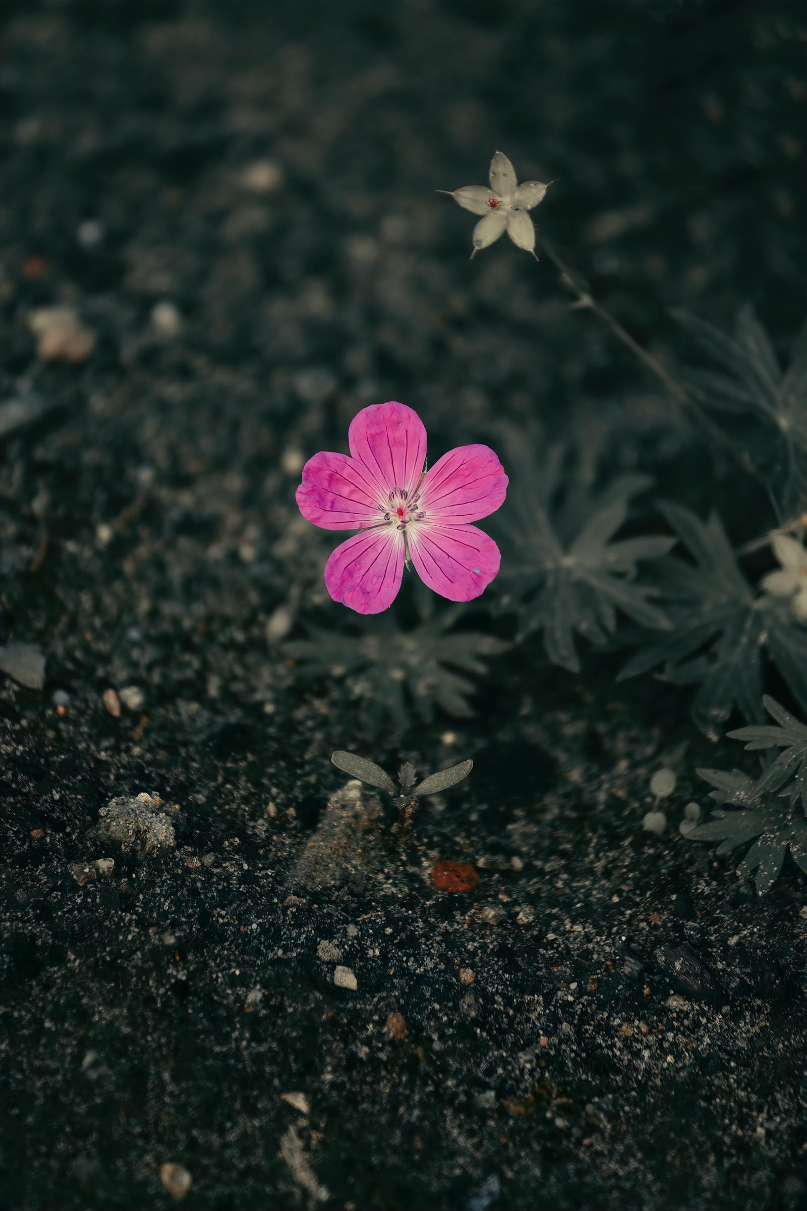 A Blooming Flower Breaking Through The Soil Photos, Download The BEST ...
