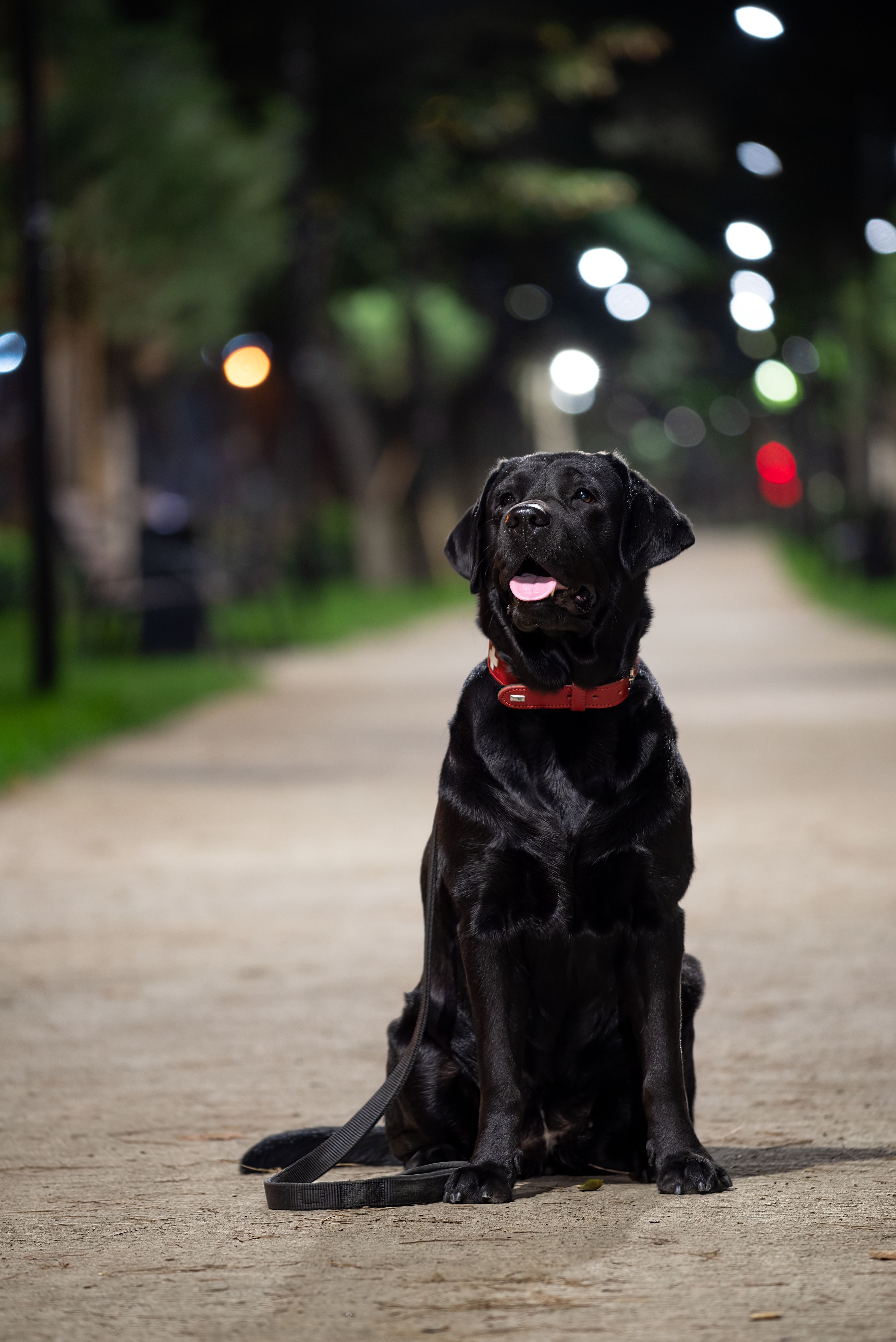 Well Lit Path Photos, Download The BEST Free Well Lit Path Stock Photos ...