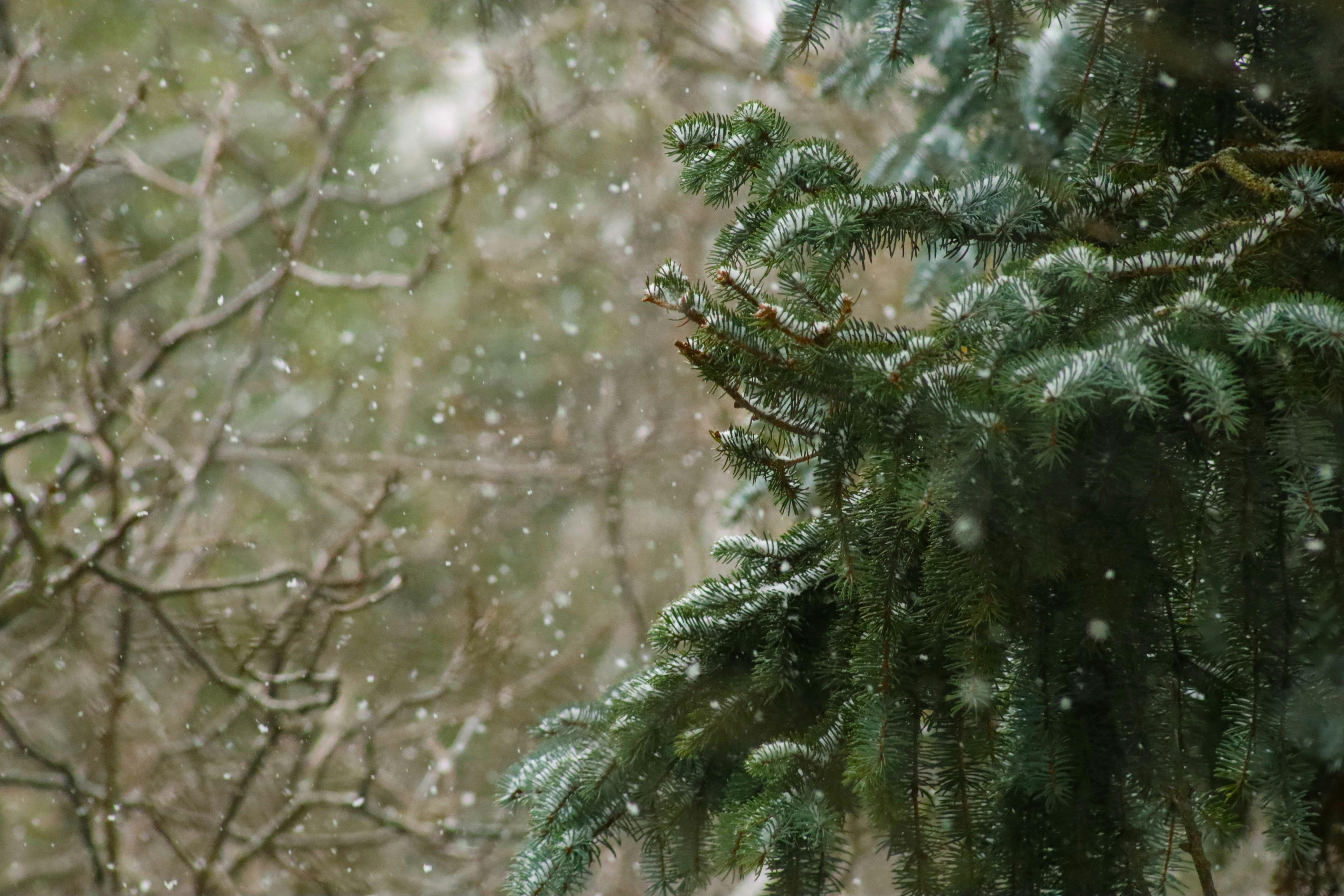 Evergreen Tree in Snow · Free Stock Photo