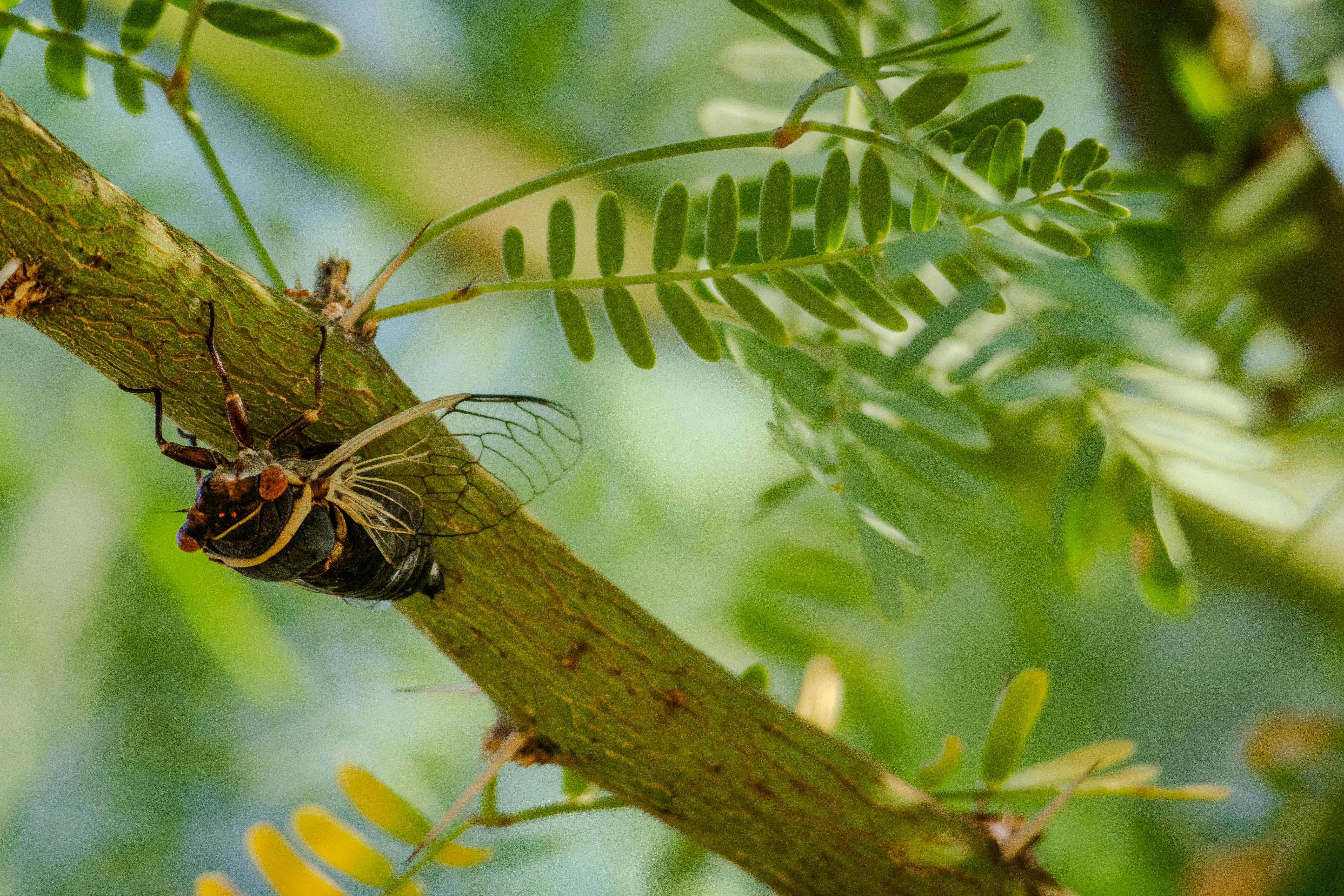 Cicada Resting on Tree Branch in Summer · Free Stock Photo