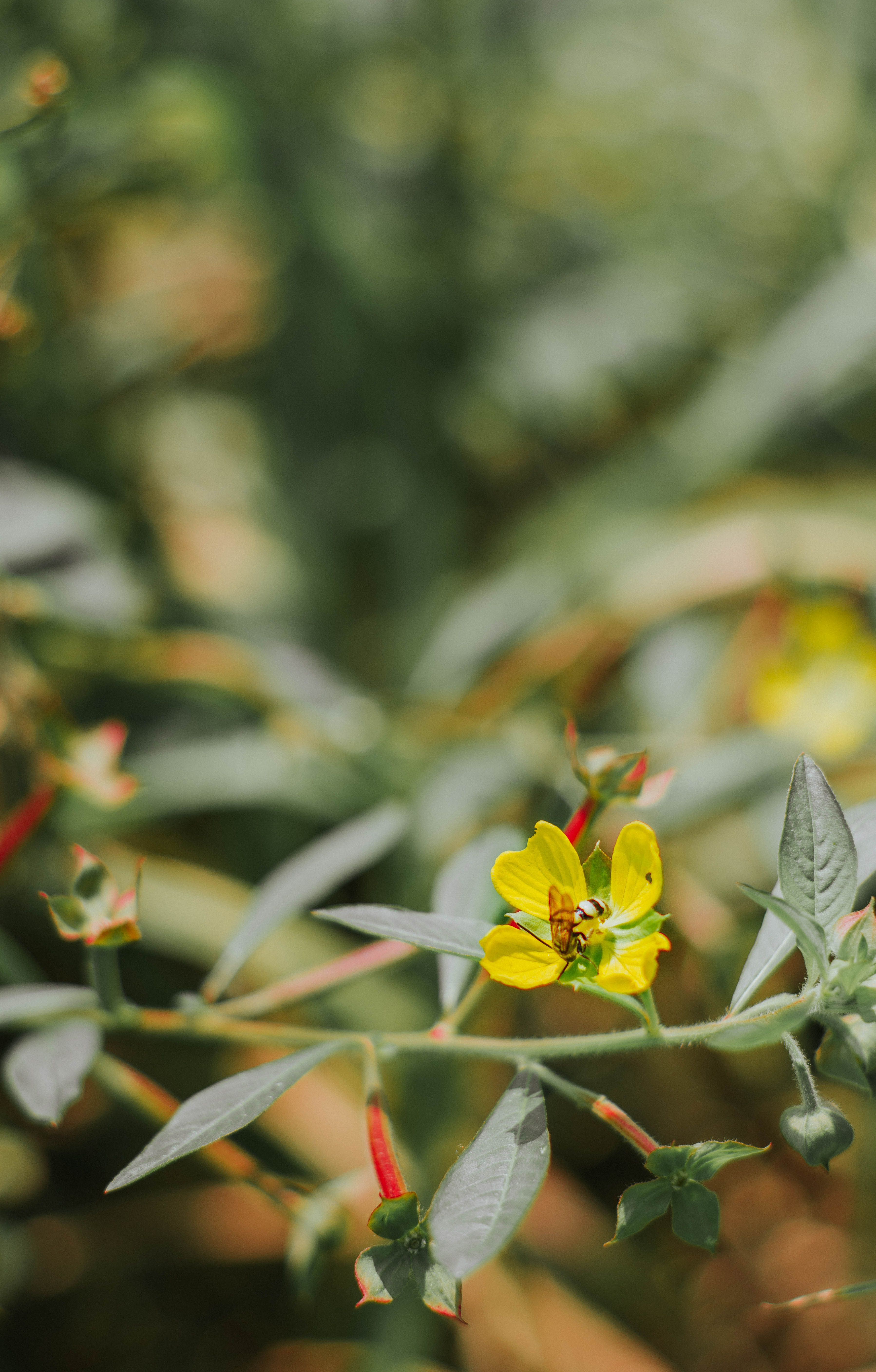 Bee Pollinating Yellow Flower in Natural Habitat · Free Stock Photo