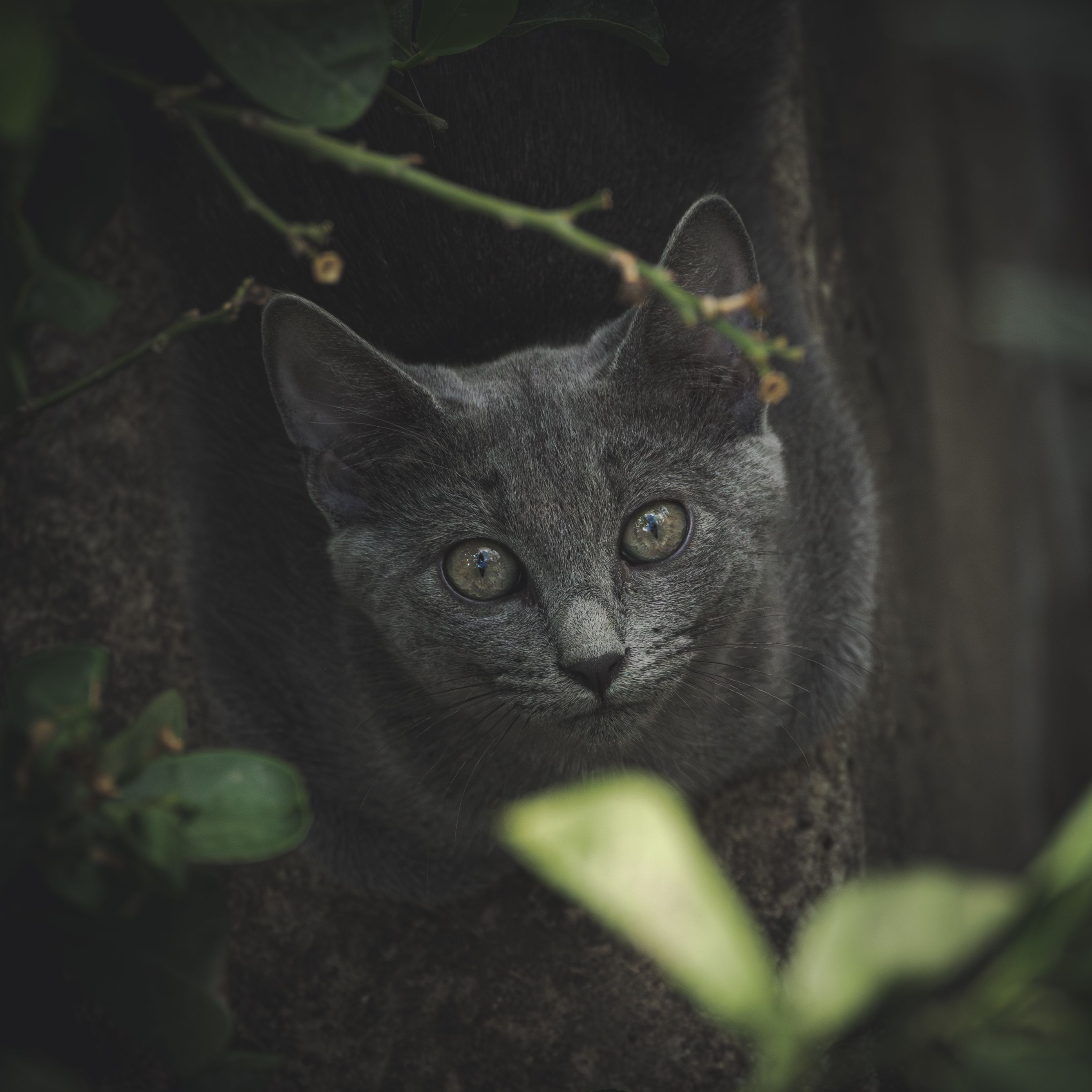 Adorable Gray Cat in Lush Garden Setting · Free Stock Photo