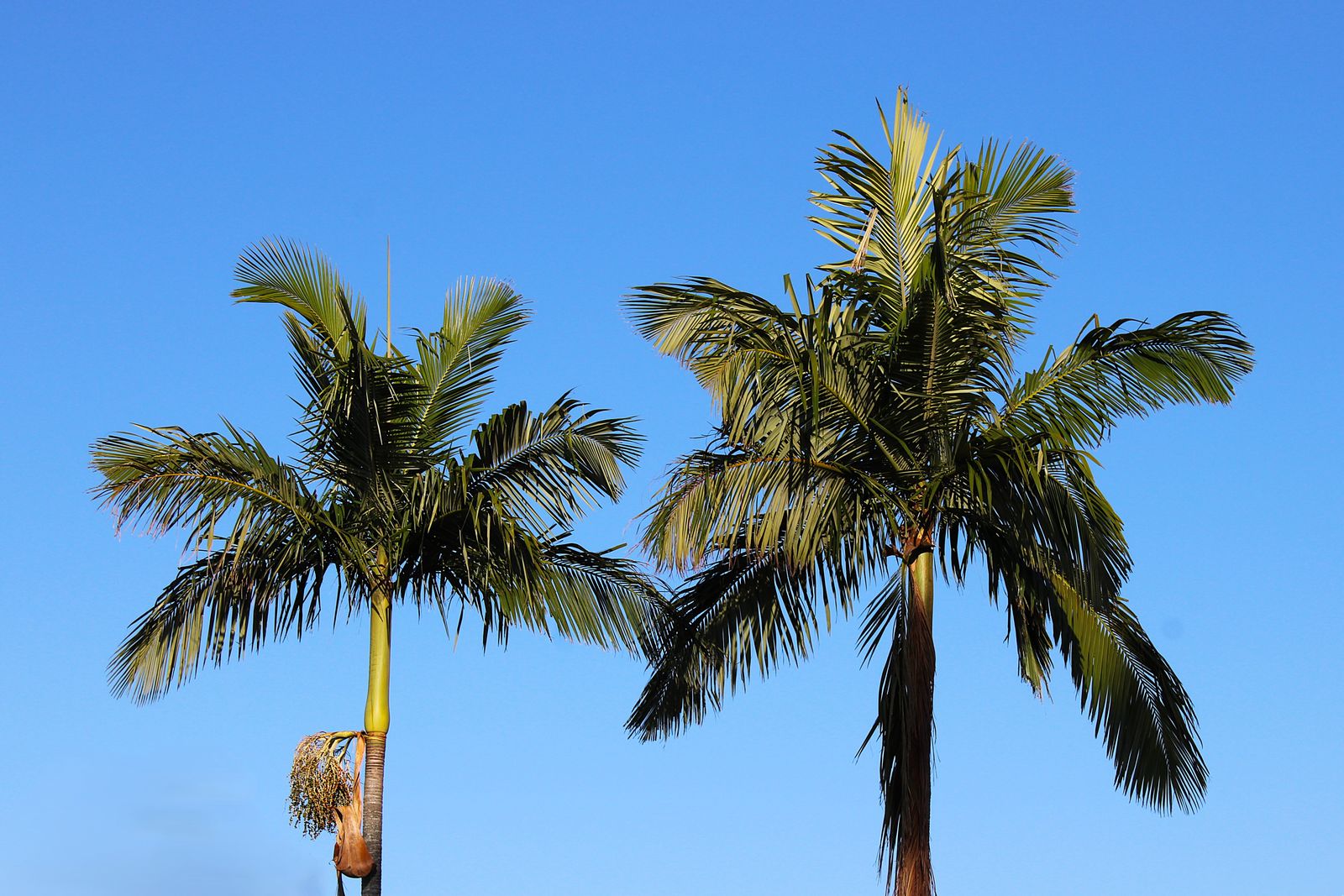 Palm Photos, Download The BEST Free Palm Stock Photos & HD Images