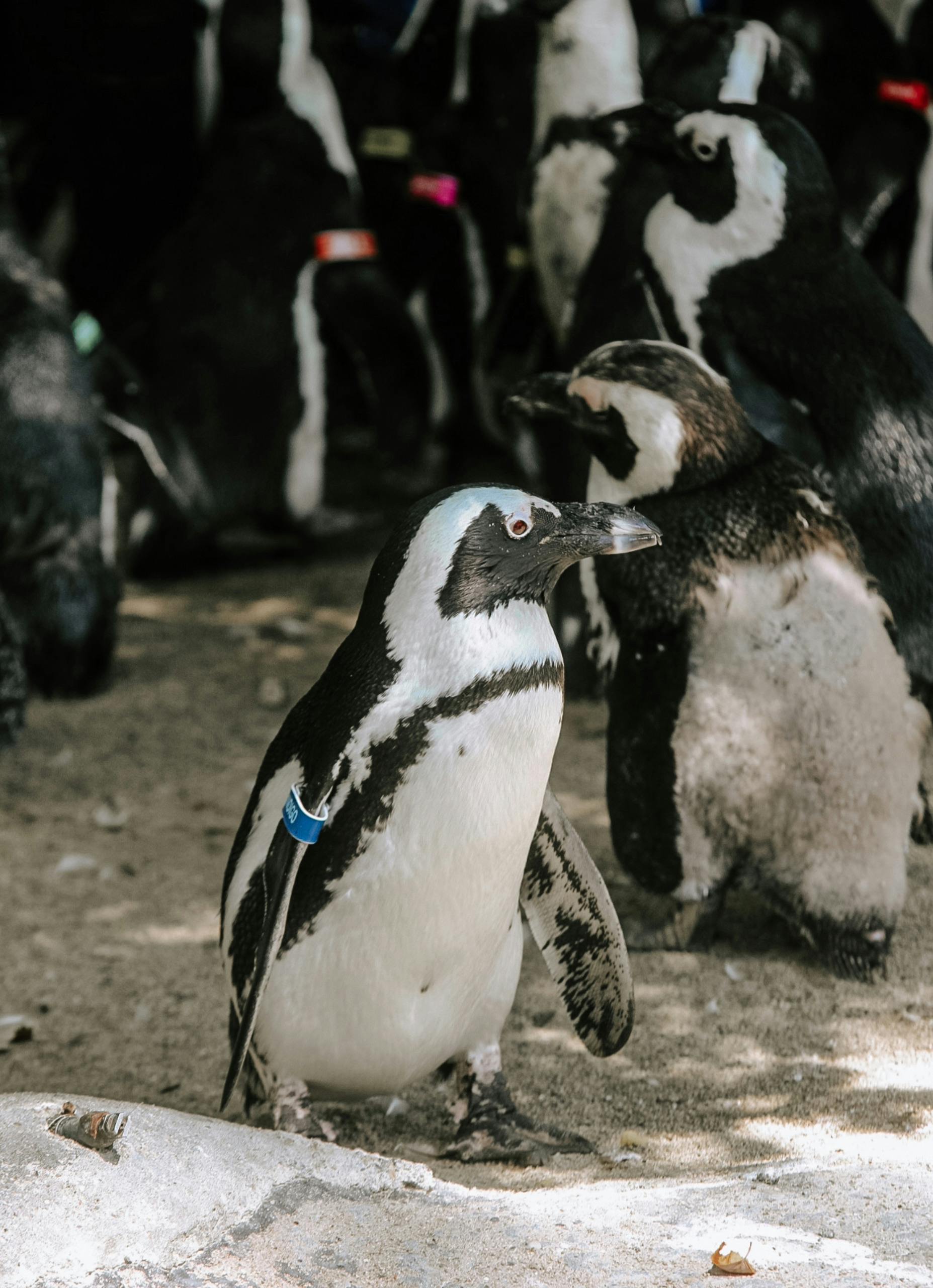 African Penguins Gathering on the Beach · Free Stock Photo