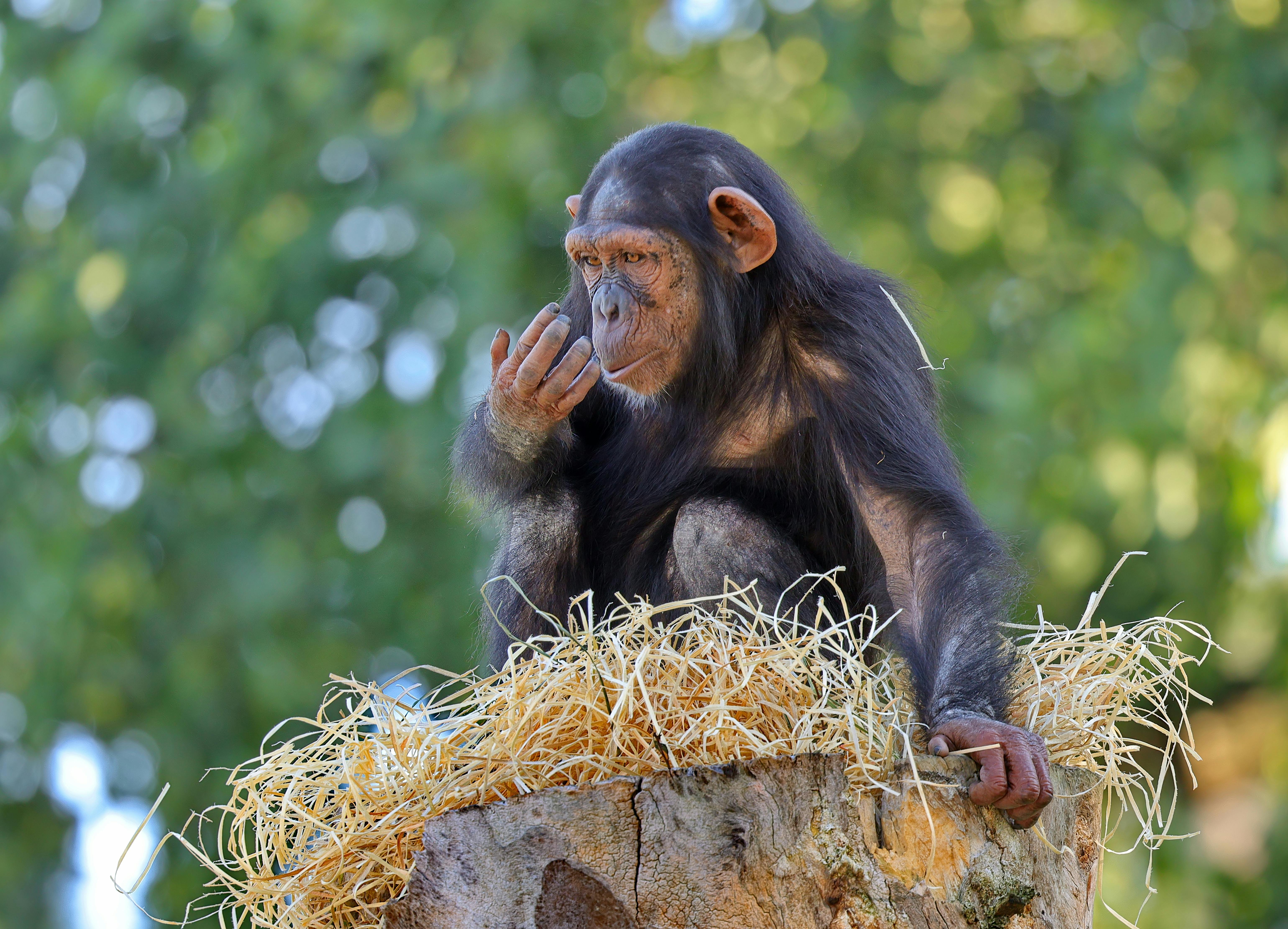 Young Chimpanzee on a Tree Stump Outdoors · Free Stock Photo