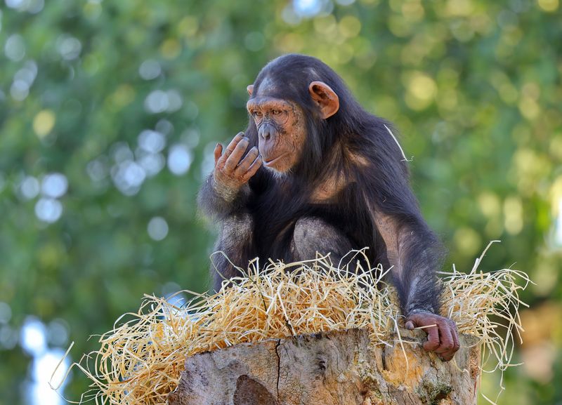 Funny Chimpanzee Photos, Download The BEST Free Funny Chimpanzee Stock ...