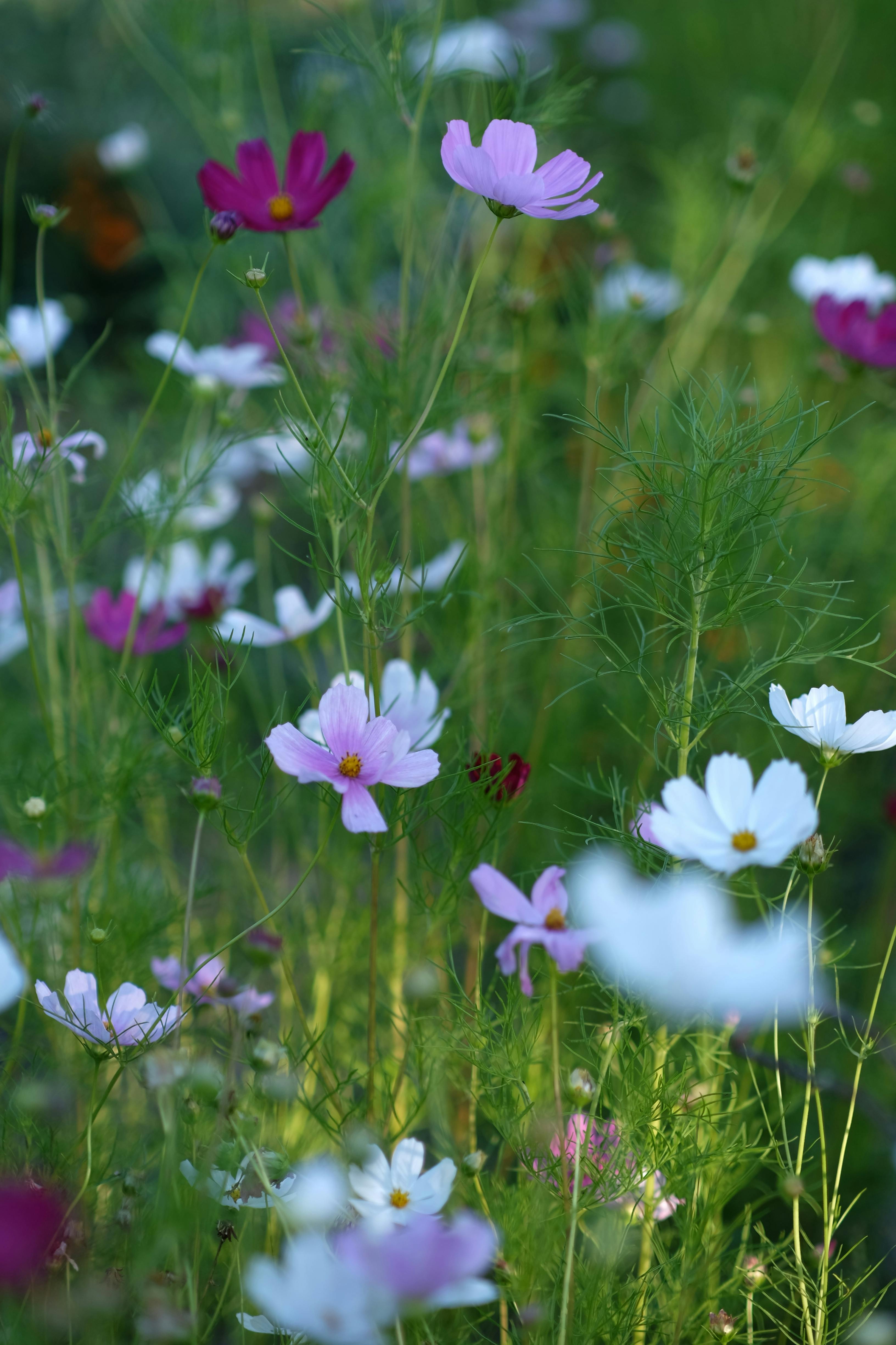 Vibrant Cosmos Flowers in Blooming Field · Free Stock Photo