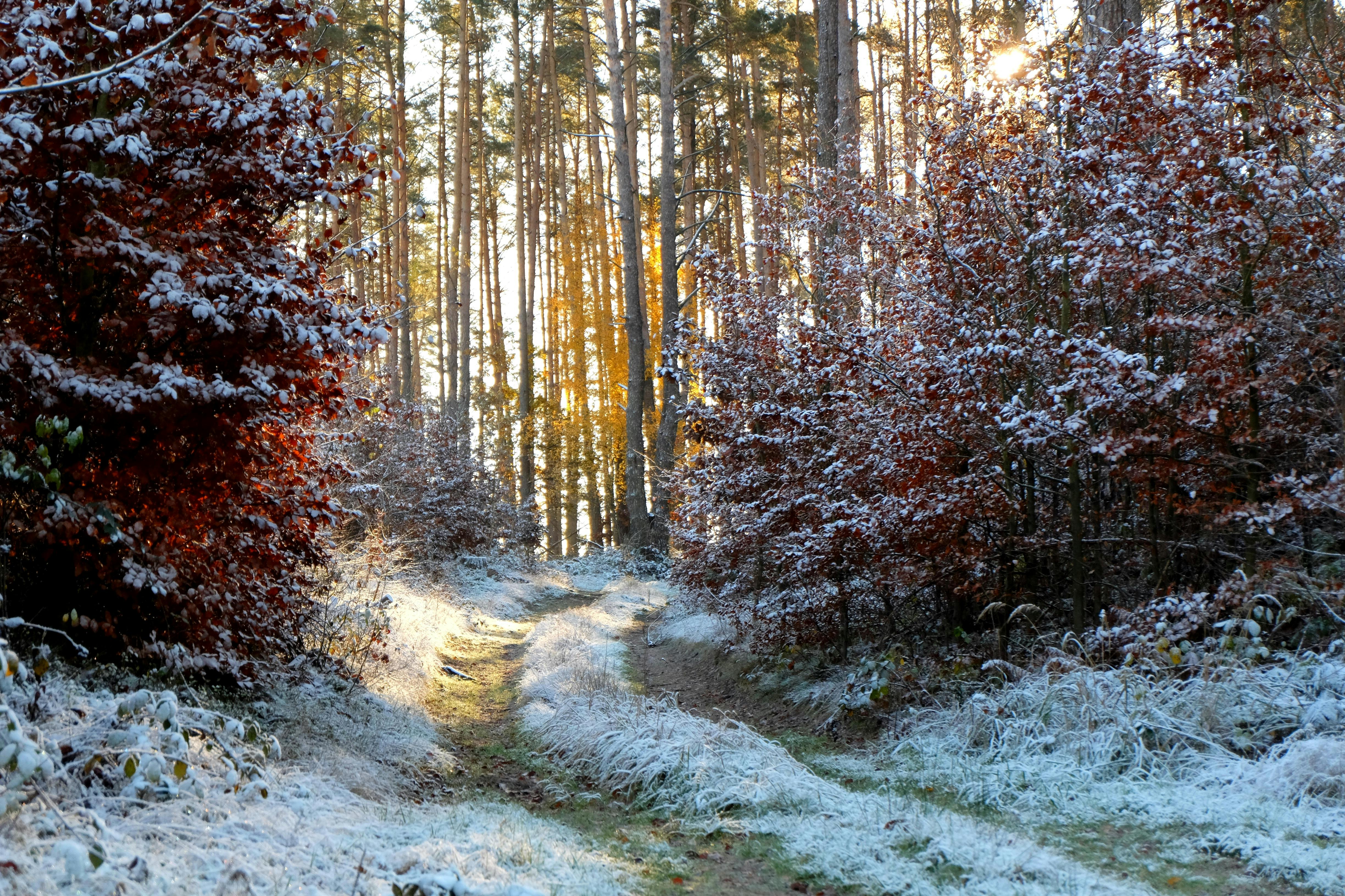 Winter Forest Path with Snowy Trees at Sunrise · Free Stock Photo