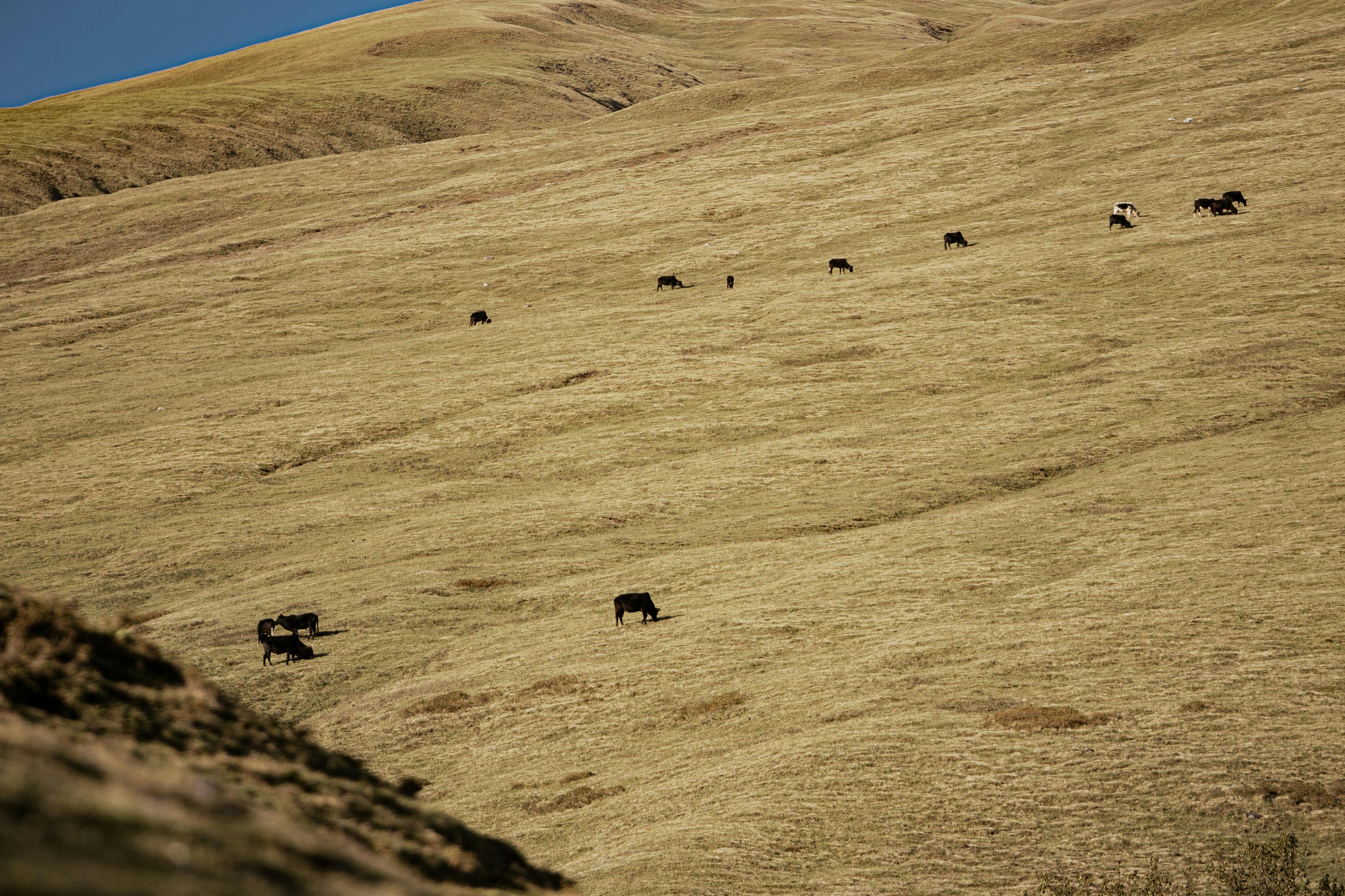 Cows Grazing on Gentle Rolling Hillside · Free Stock Photo