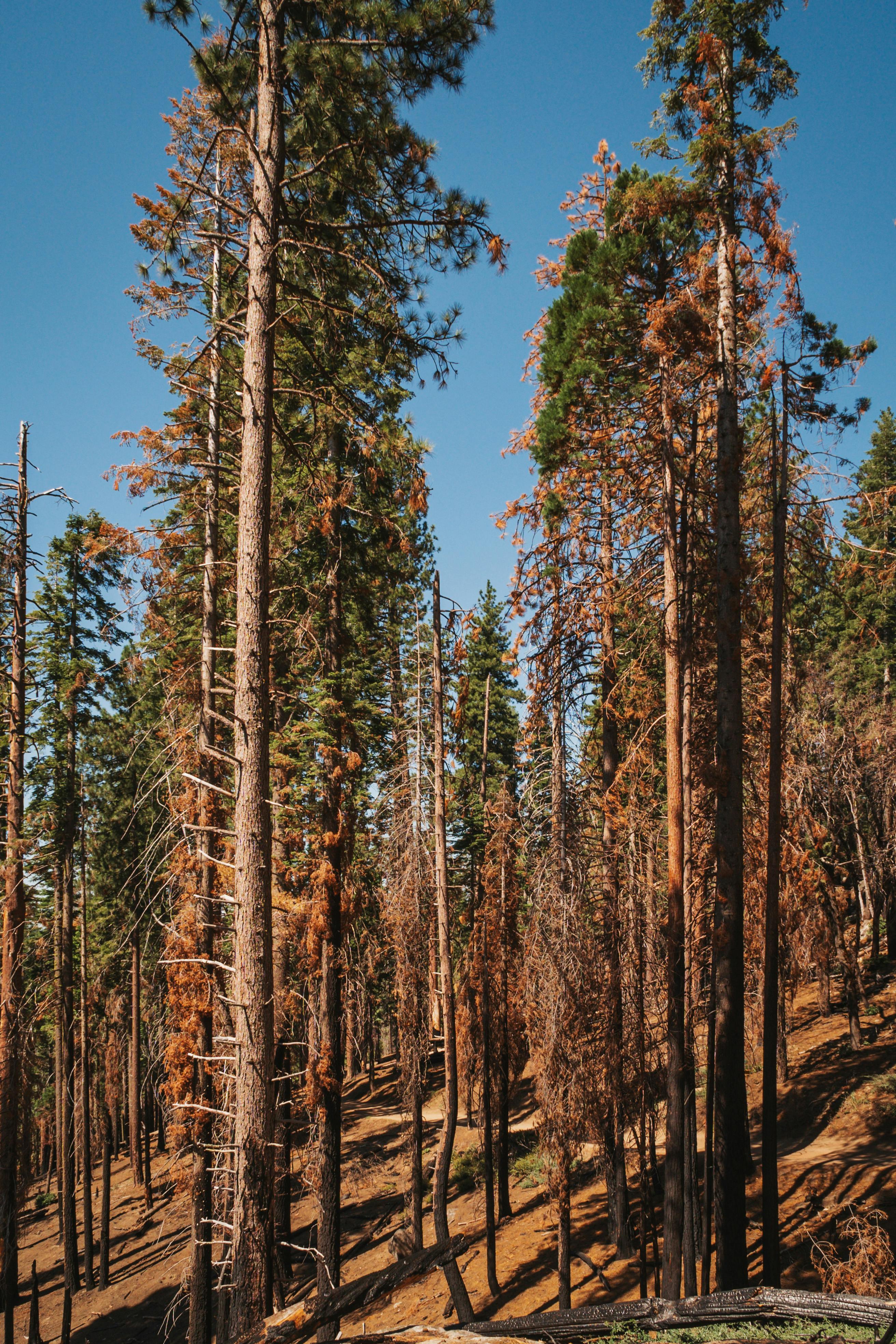 Tall Trees in Yosemite Valley Forest · Free Stock Photo