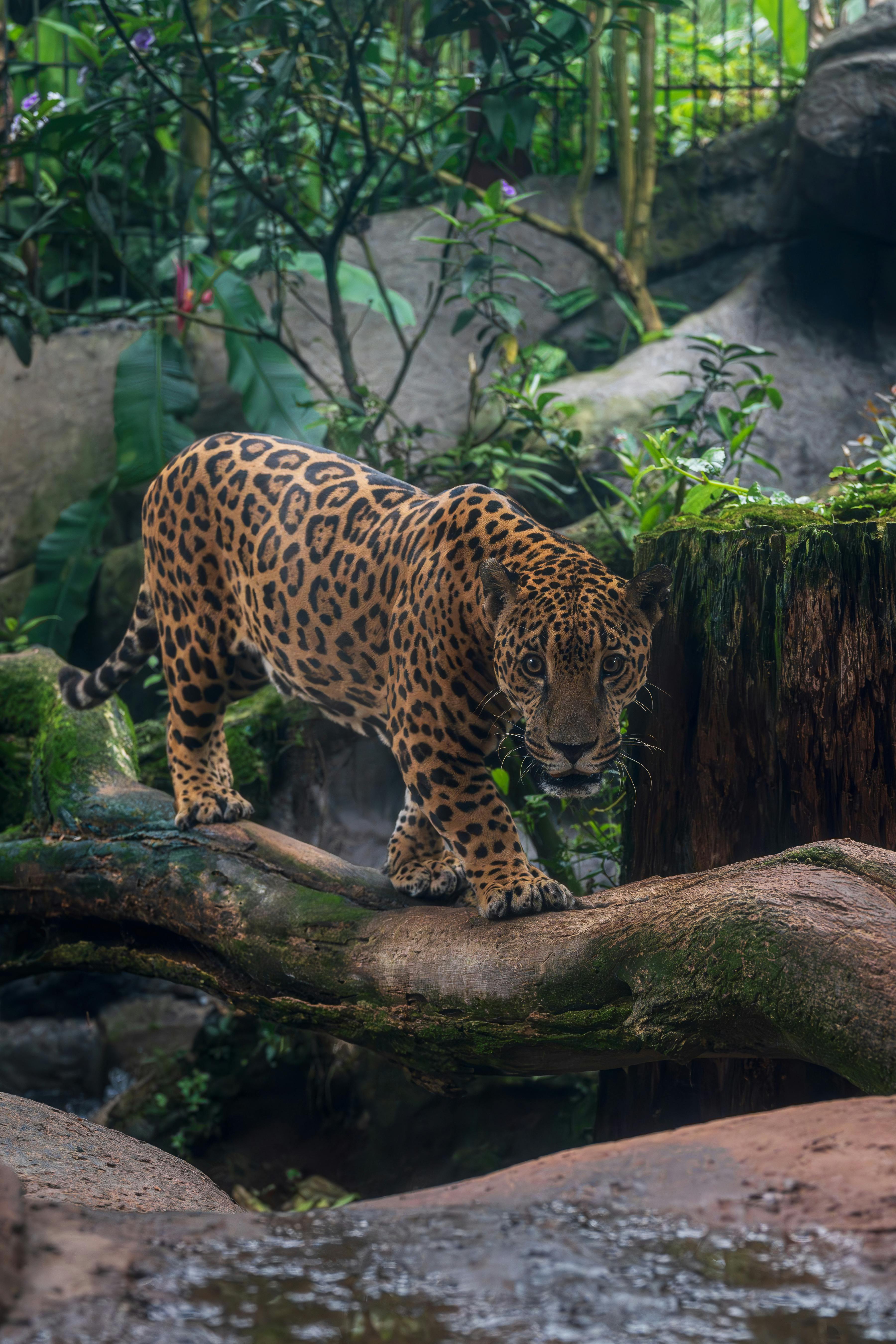 Jaguar Big Cat Photos, Download The BEST Free Jaguar Big Cat Stock ...