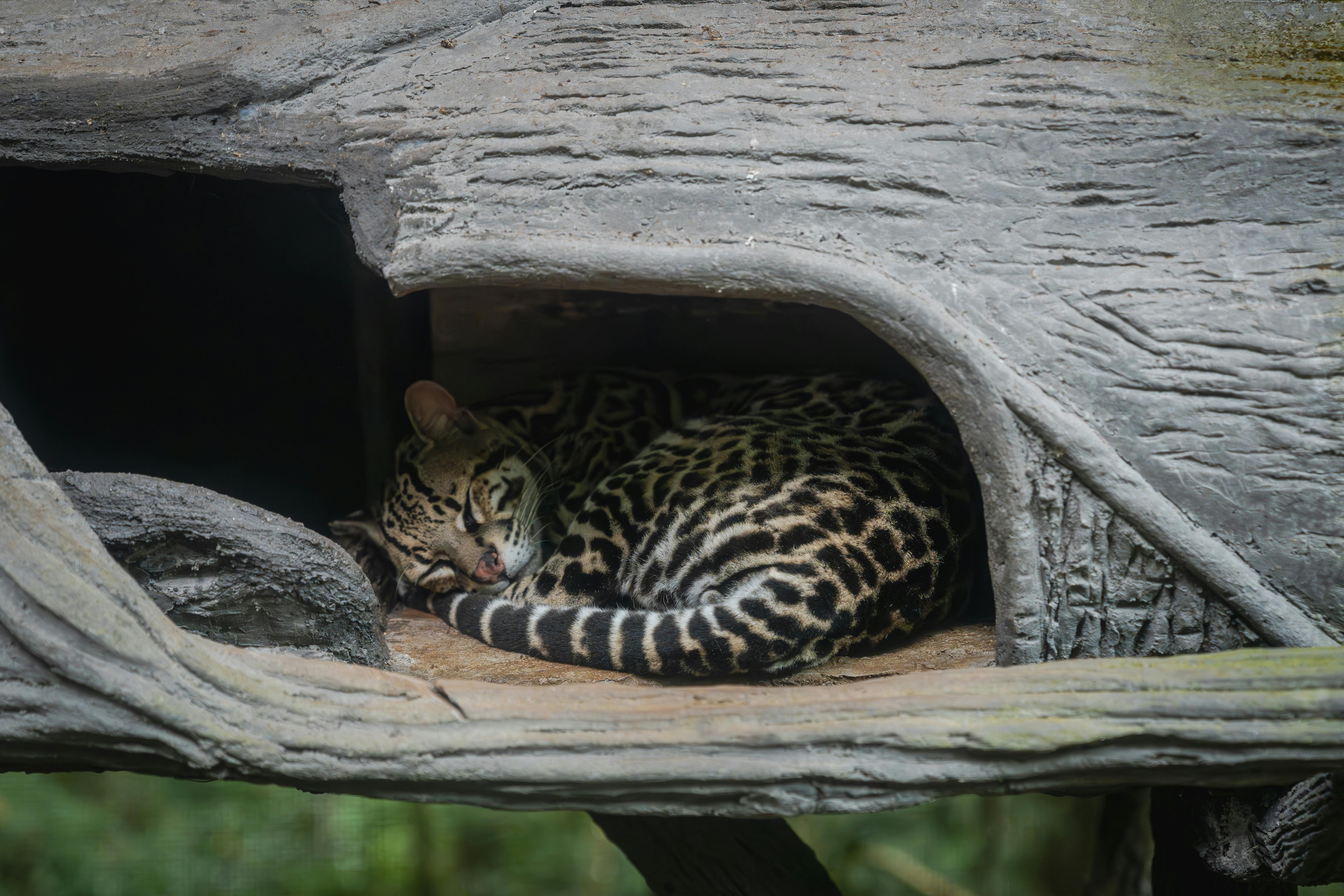 Ocelote Durmiendo En El Parque De Vida Silvestre Heredia, Costa Rica ...