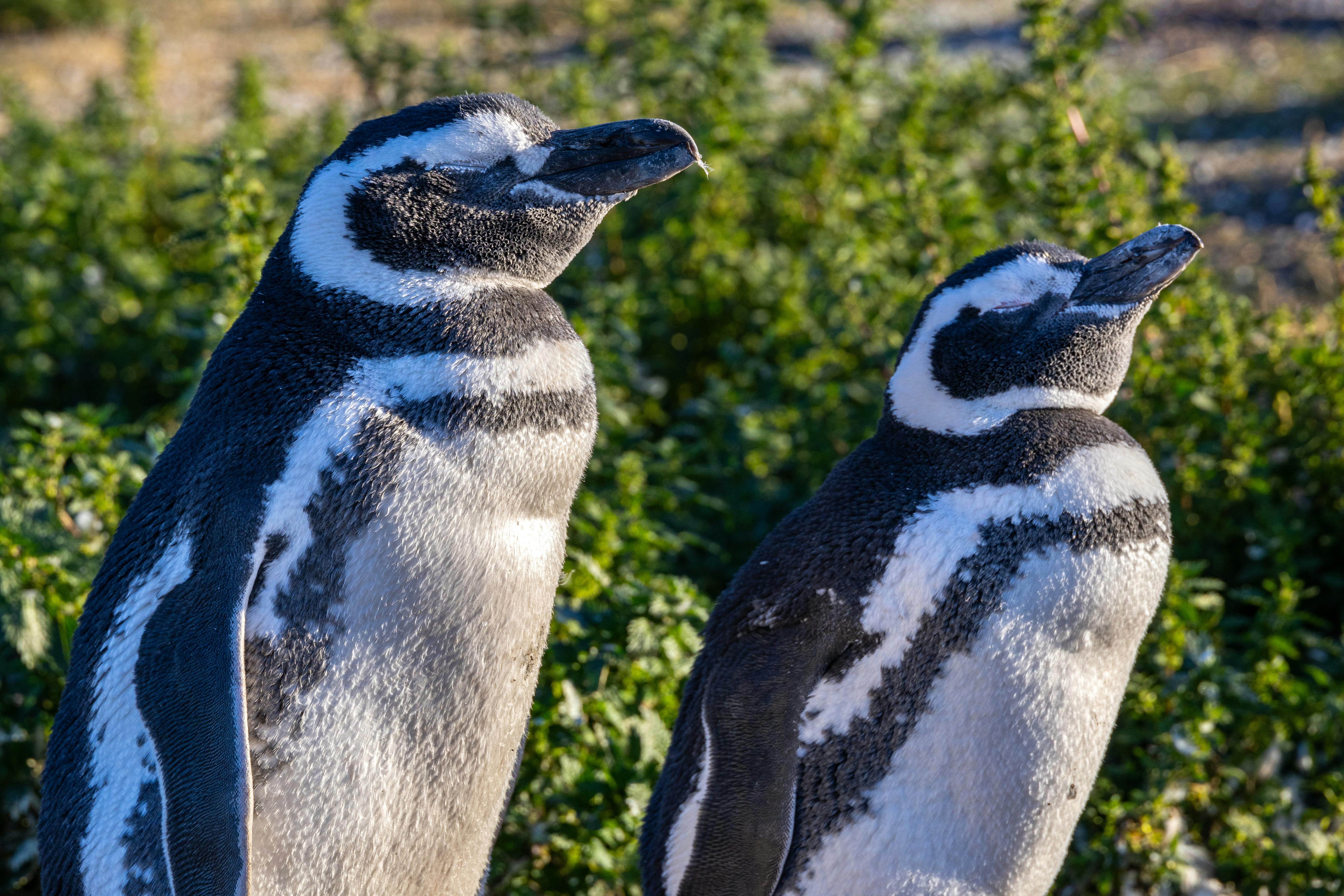 Two White-and-black Adult Penguins Near Two Penguin Chicks · Free Stock ...