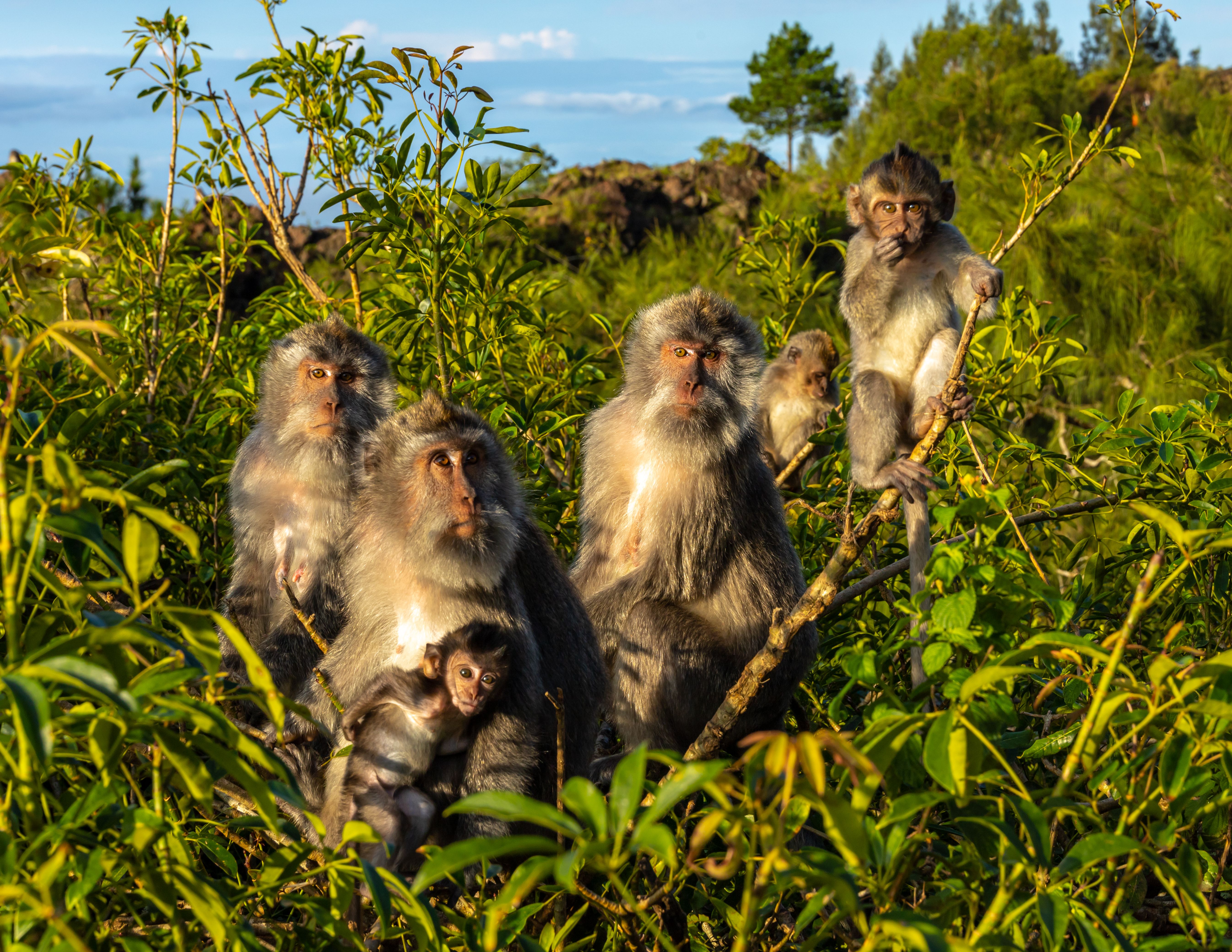 Grupo De Monos Salvajes Sentados En Una Exuberante Vegetación · Foto de ...
