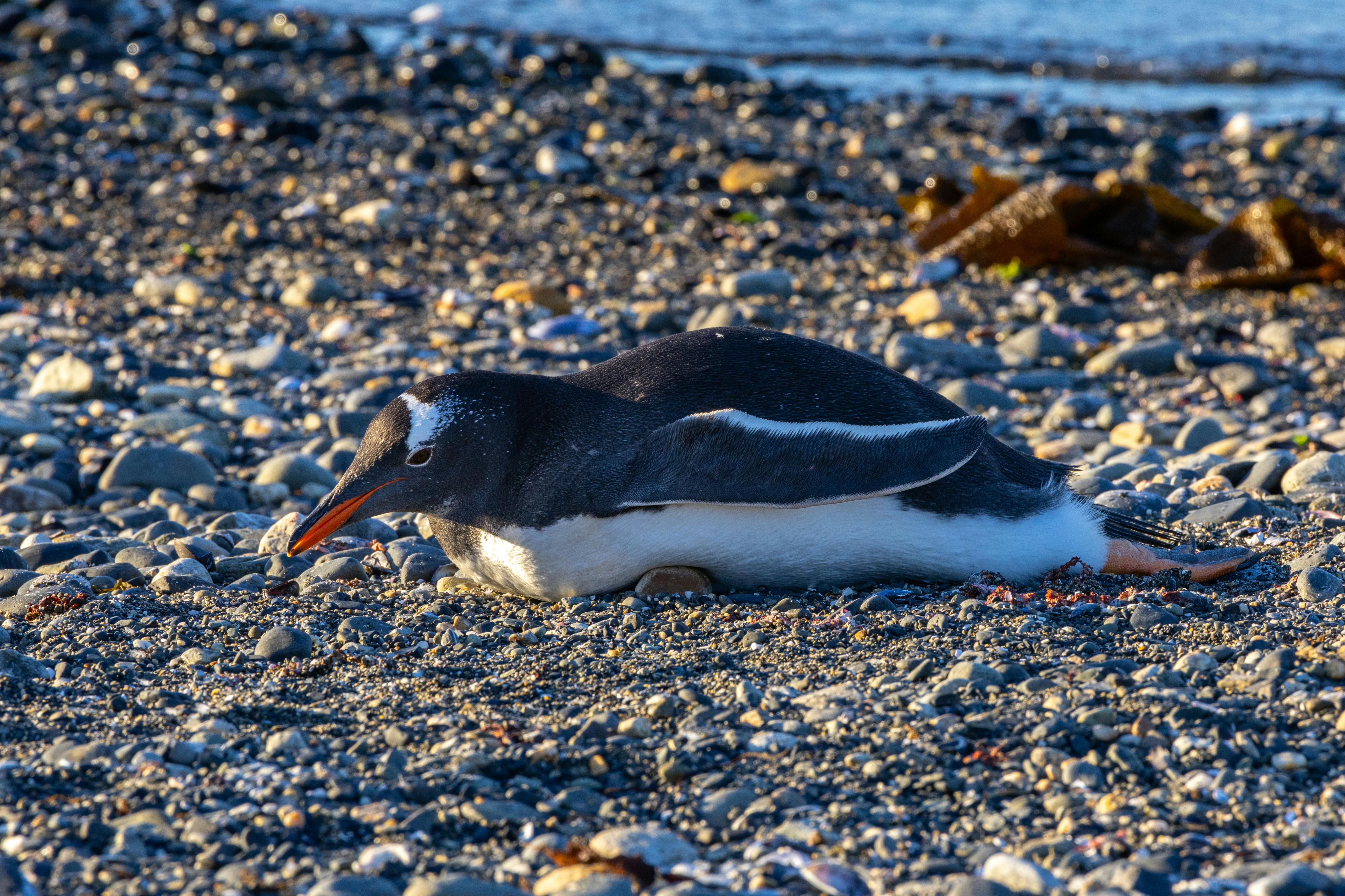Gentoo Penguin Resting on Rocky Beach · Free Stock Photo