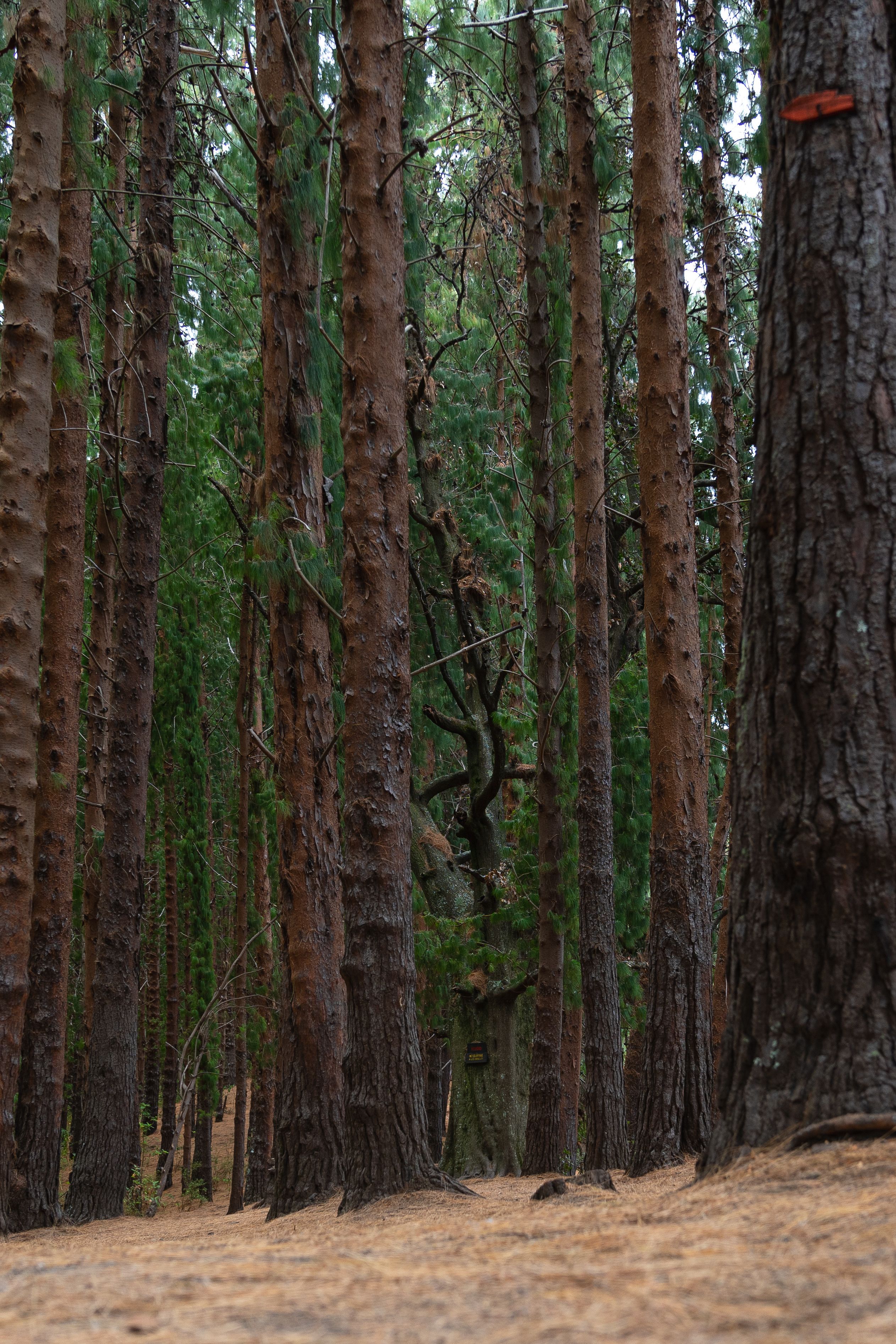 Pinion Pine Photos, Download The BEST Free Pinion Pine Stock Photos ...