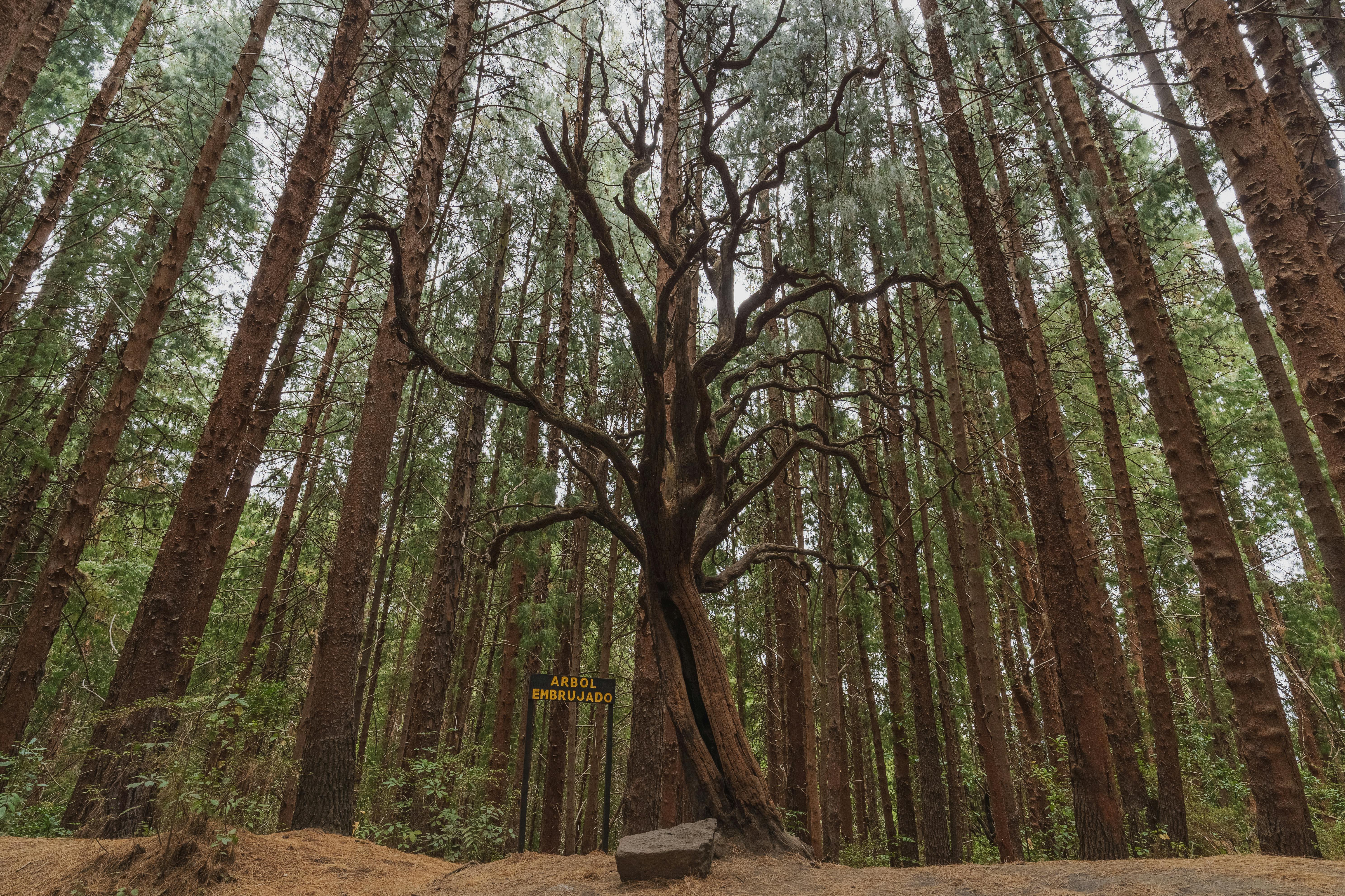 Enchanted Tree in Heredia Costa Rica Forest · Free Stock Photo