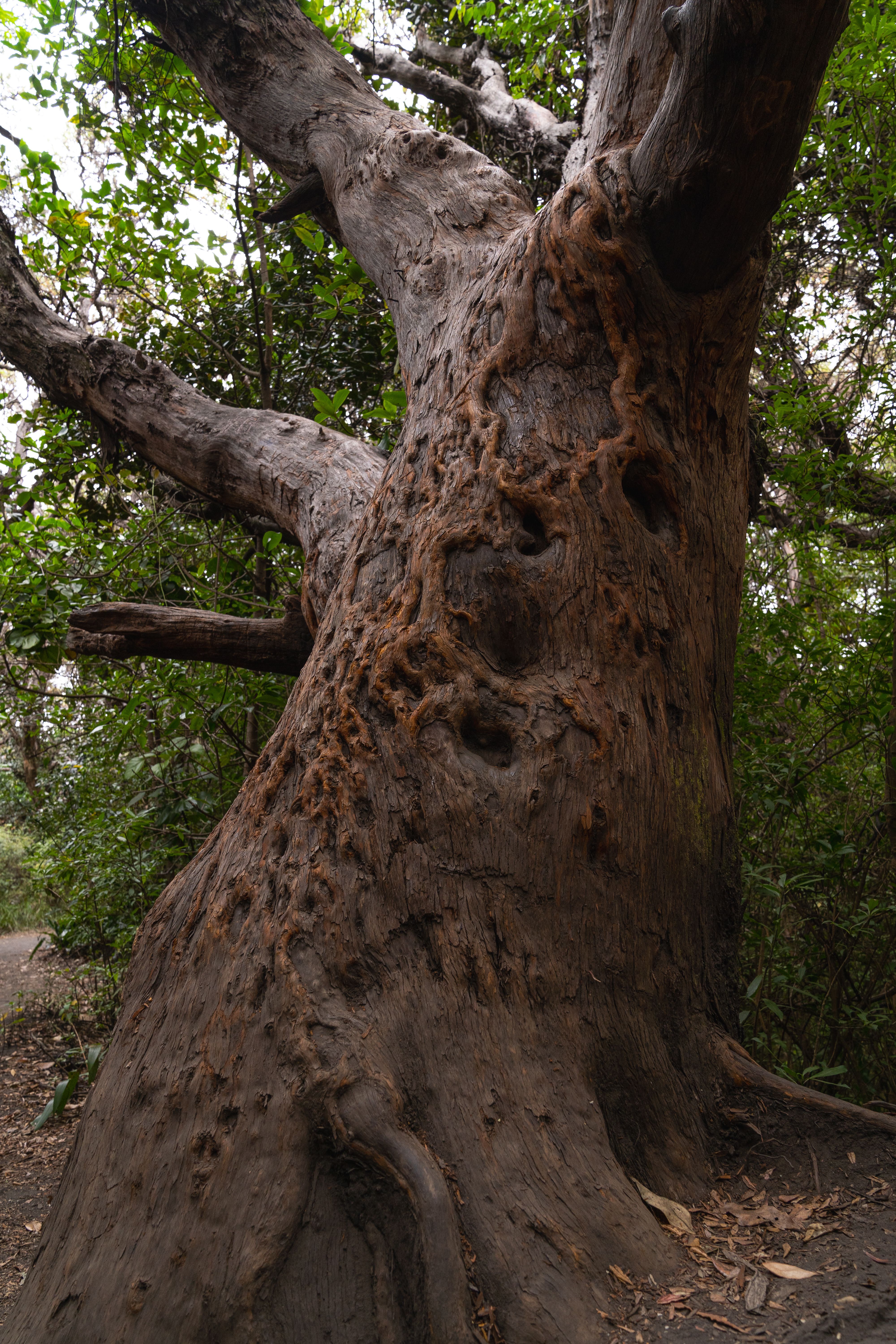 Majestic Tree Trunk in Heredia Forest · Free Stock Photo