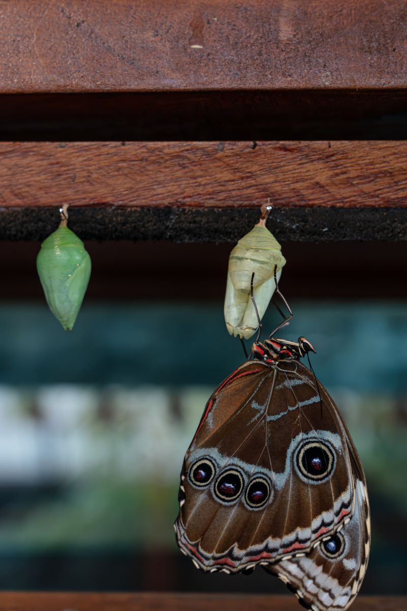 Cocoon Butterfly Photos, Download The BEST Free Cocoon Butterfly Stock ...