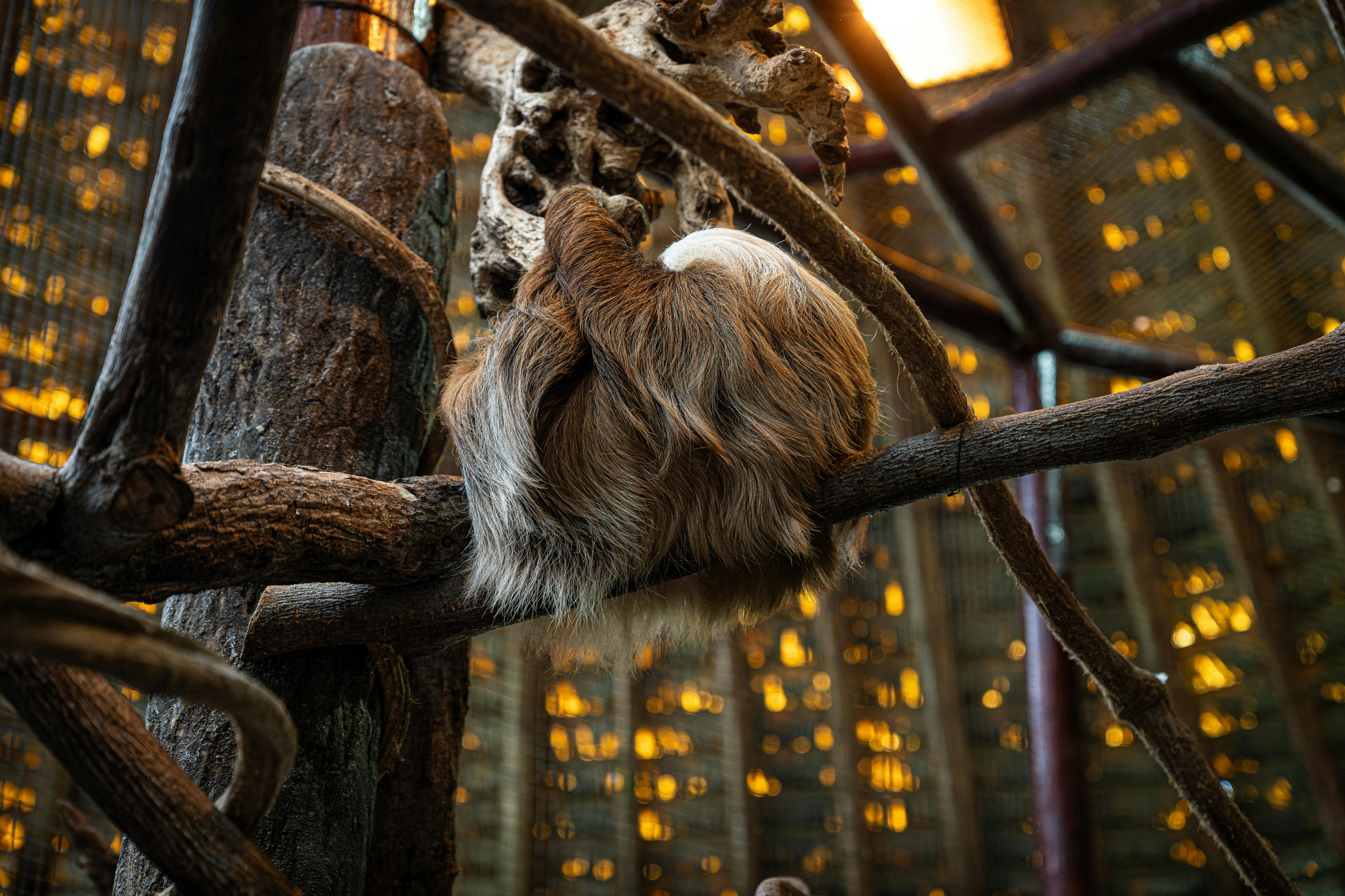 Oso Perezoso · Kostenloses Stock-Foto