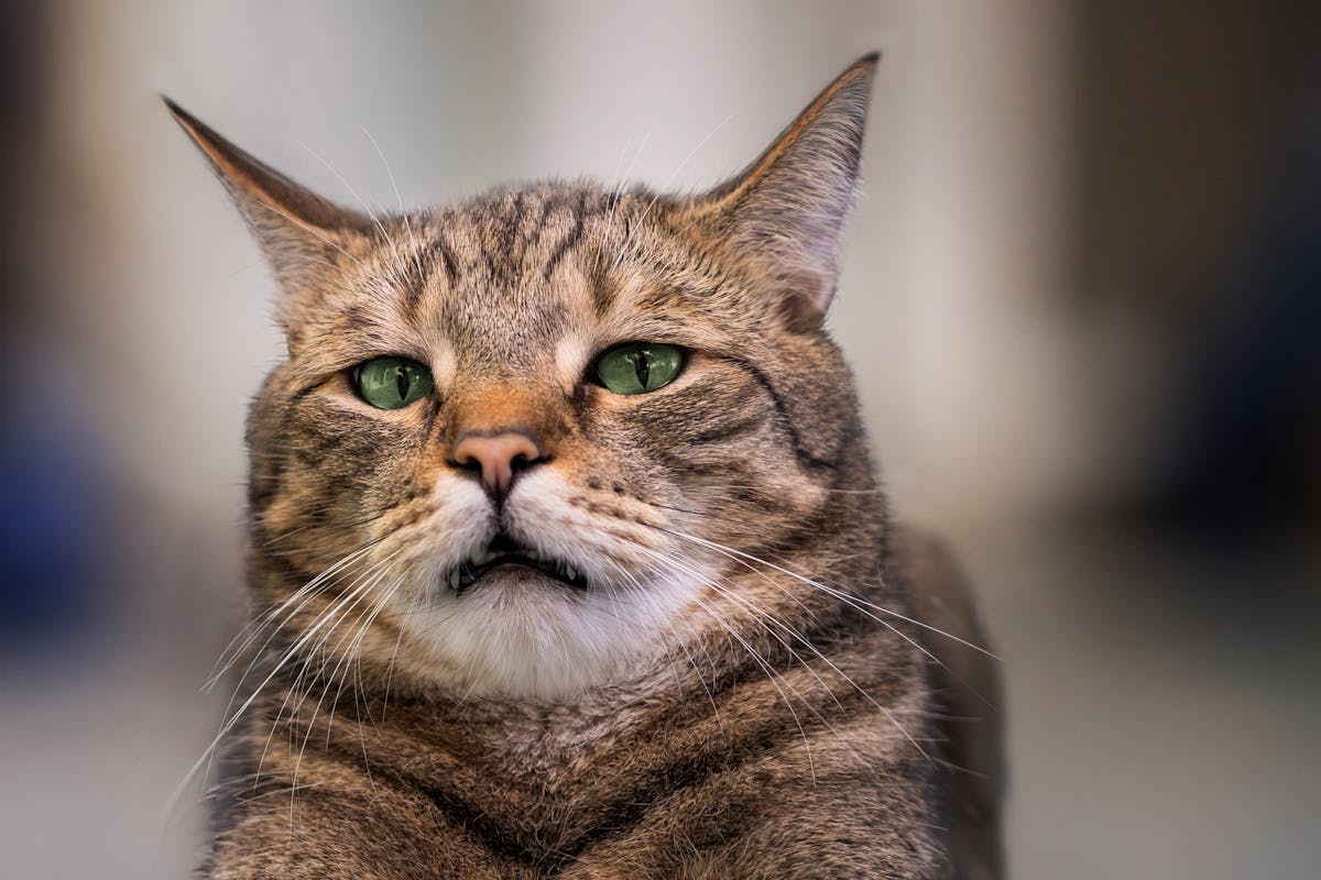 Discovering the Hmong Bobtail Dog: Origins and Care Guide