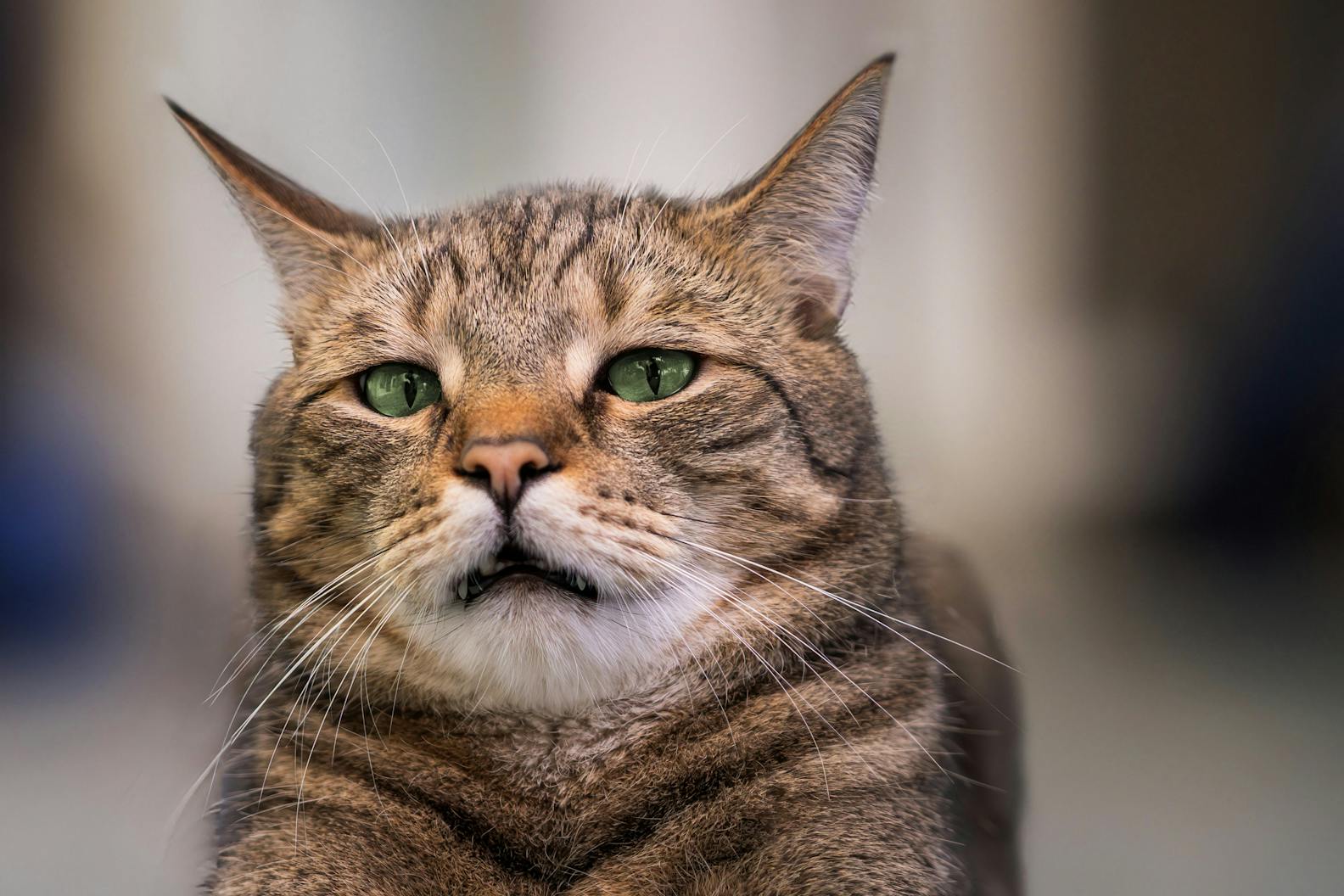 Discovering the Hmong Bobtail Dog: Origins and Care Guide