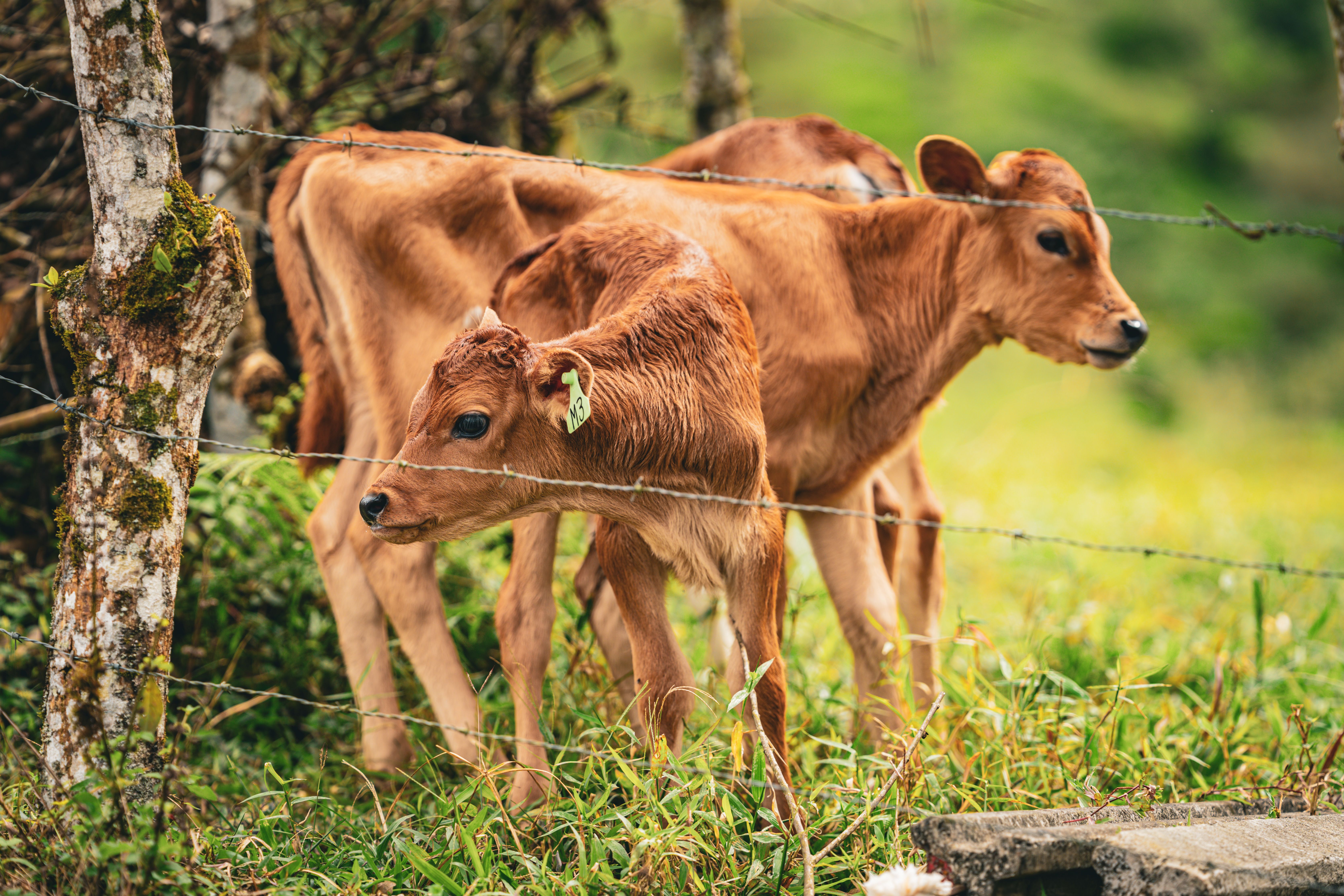 Animal Scenes Photos, Download The BEST Free Animal Scenes Stock Photos ...