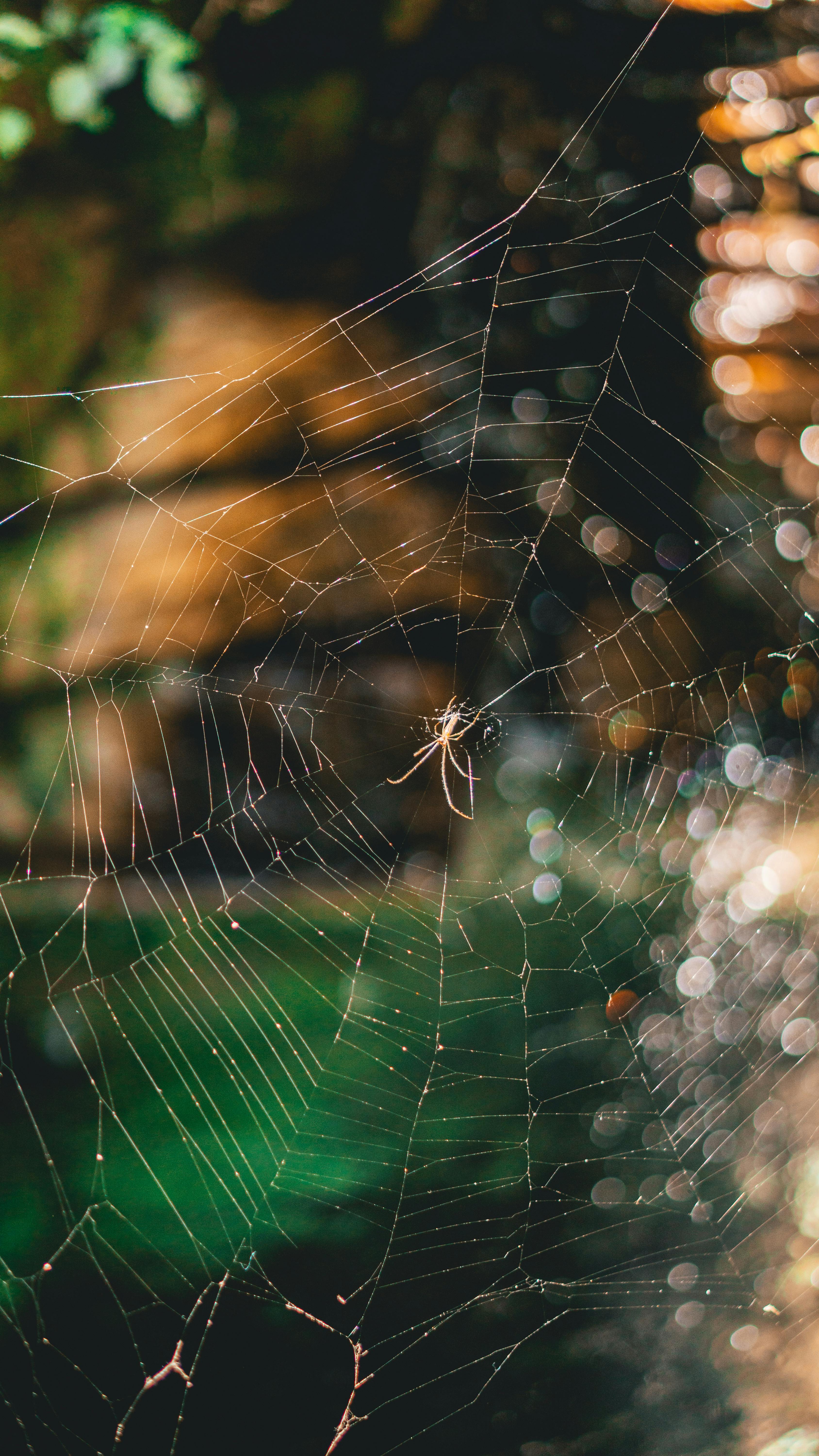 Spider Web · Free Stock Photo