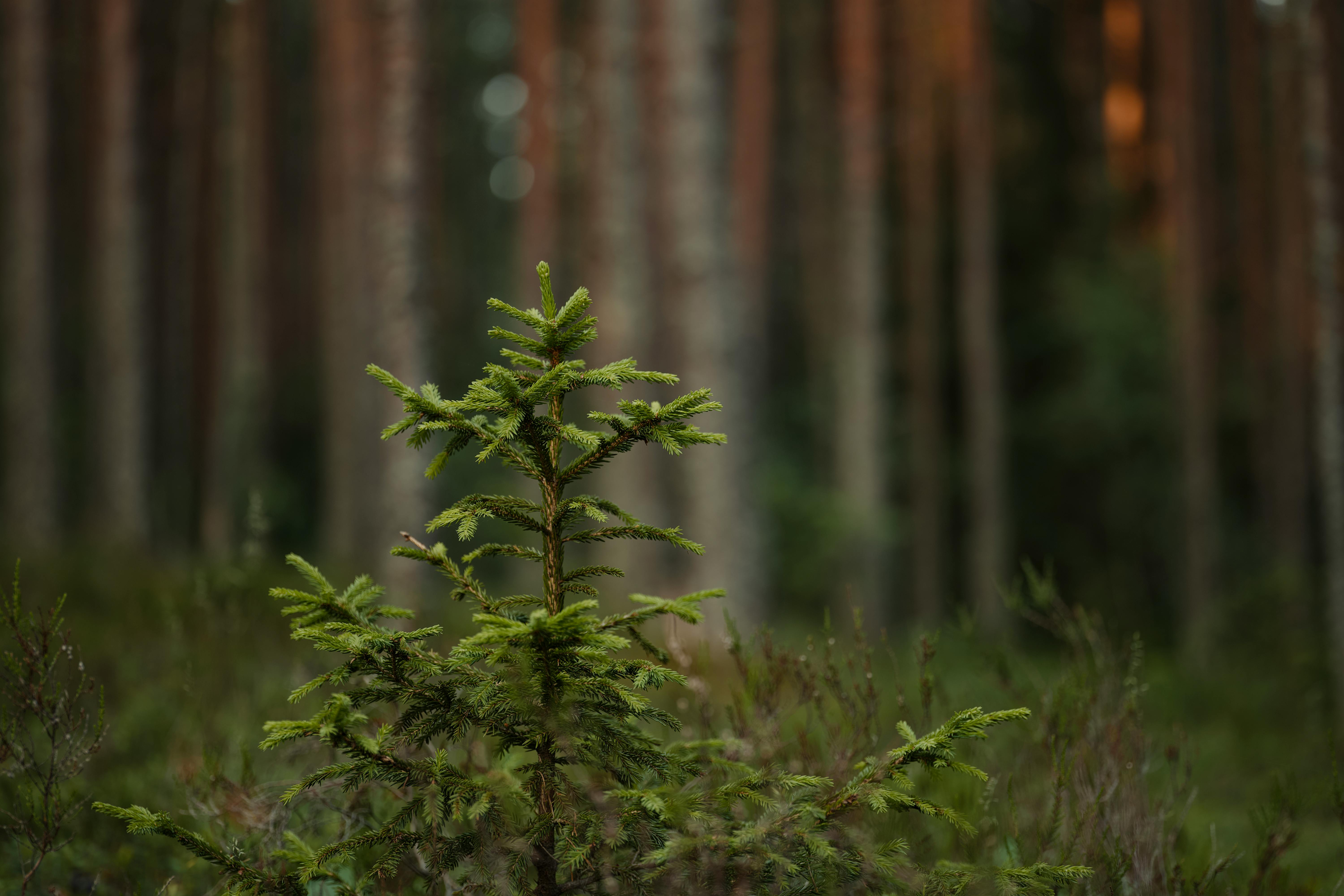 Young Spruce Tree in Tranquil Forest Setting · Free Stock Photo
