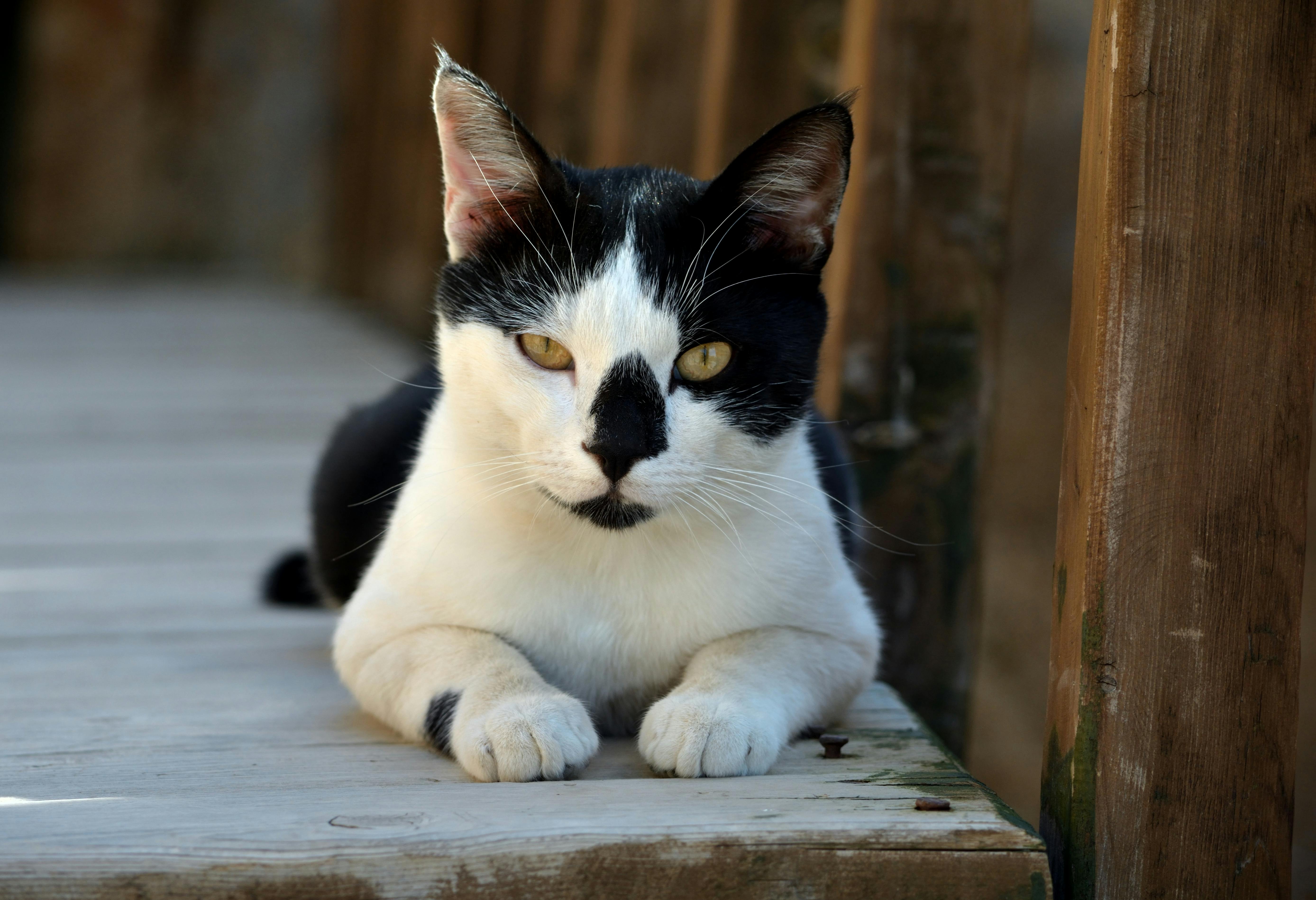 Boss Animation Photos, Download The BEST Free Boss Animation Stock ...