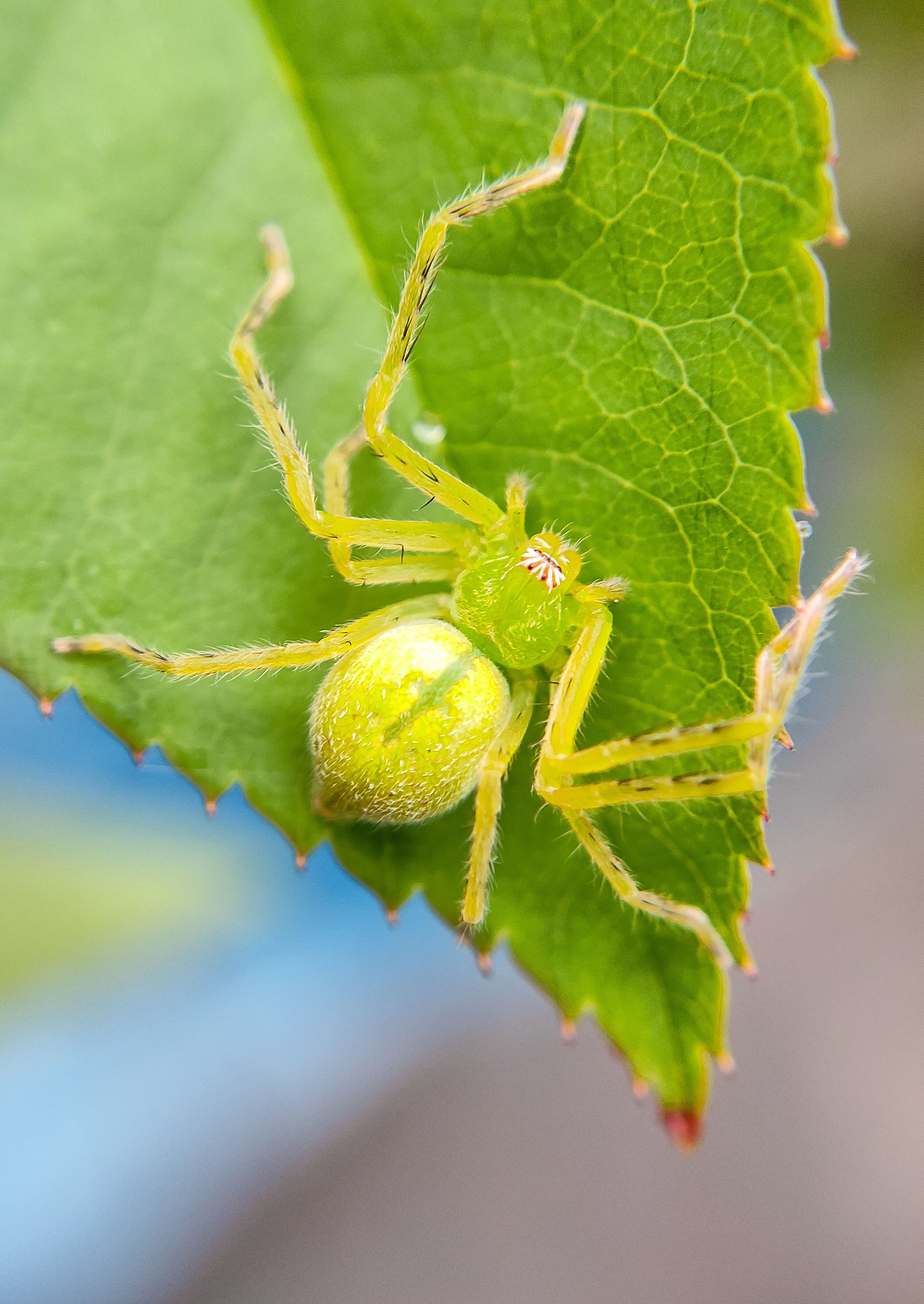 Close-up of a Green Spider on Leaf · Free Stock Photo
