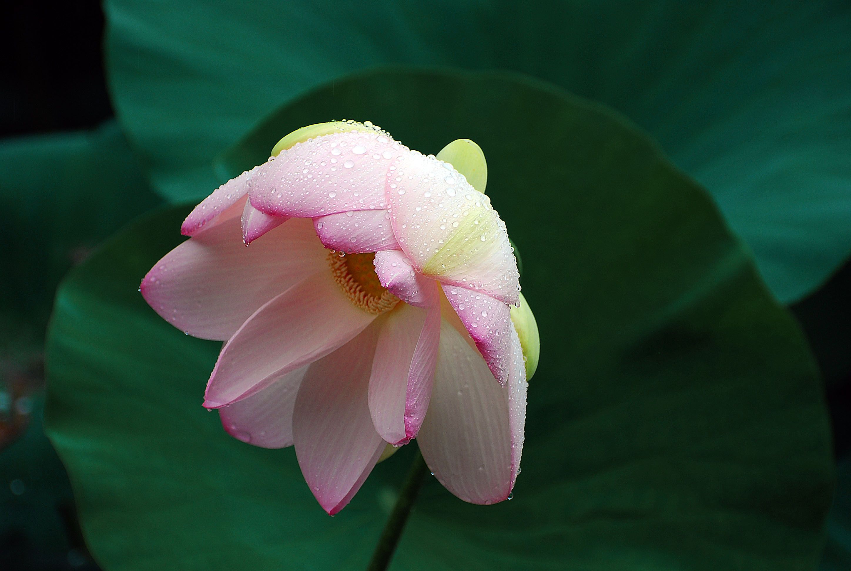 Close-up of a Lotus Flower with Dew Drops · Free Stock Photo