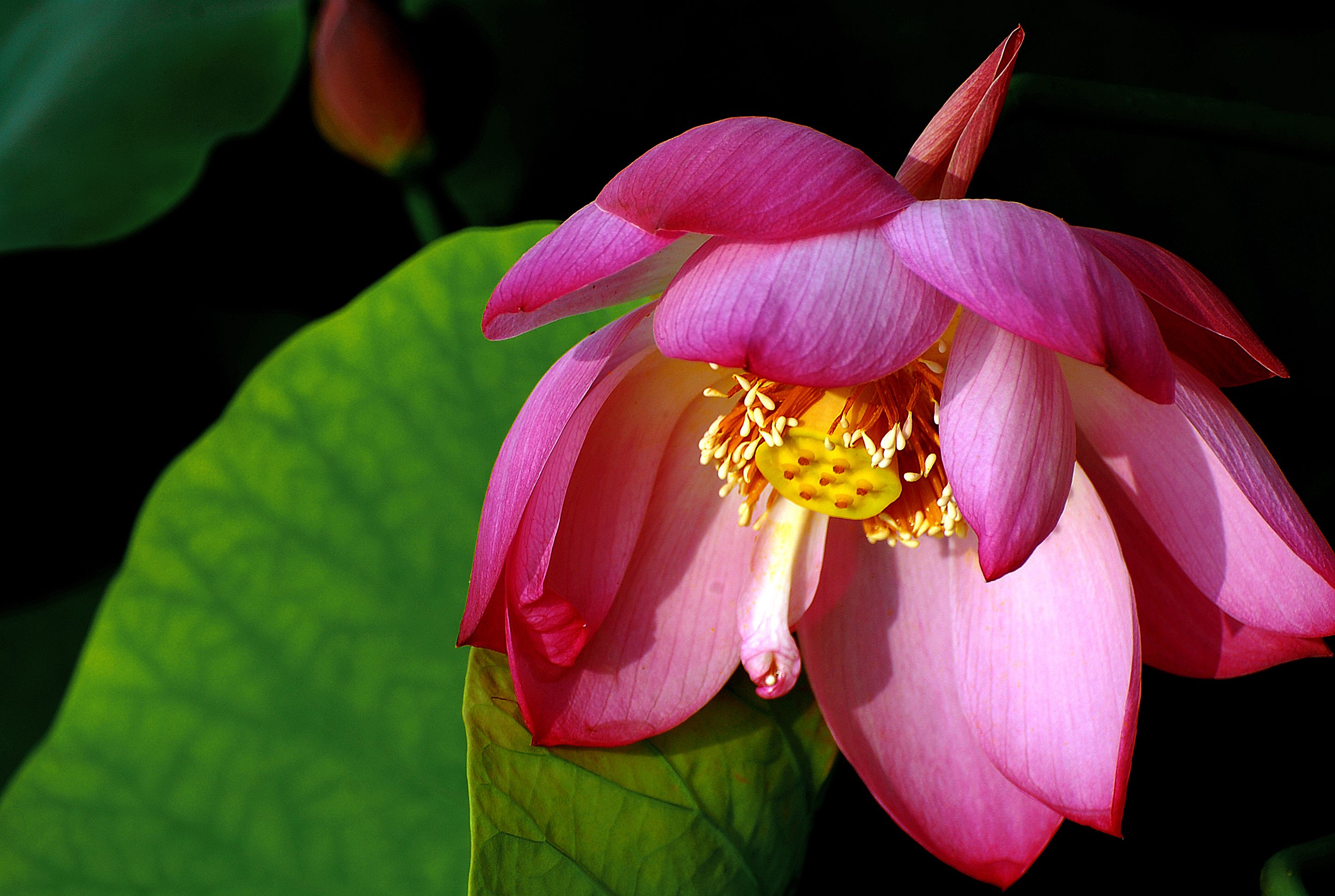 Vibrant Pink Lotus Flower in Natural Setting · Free Stock Photo