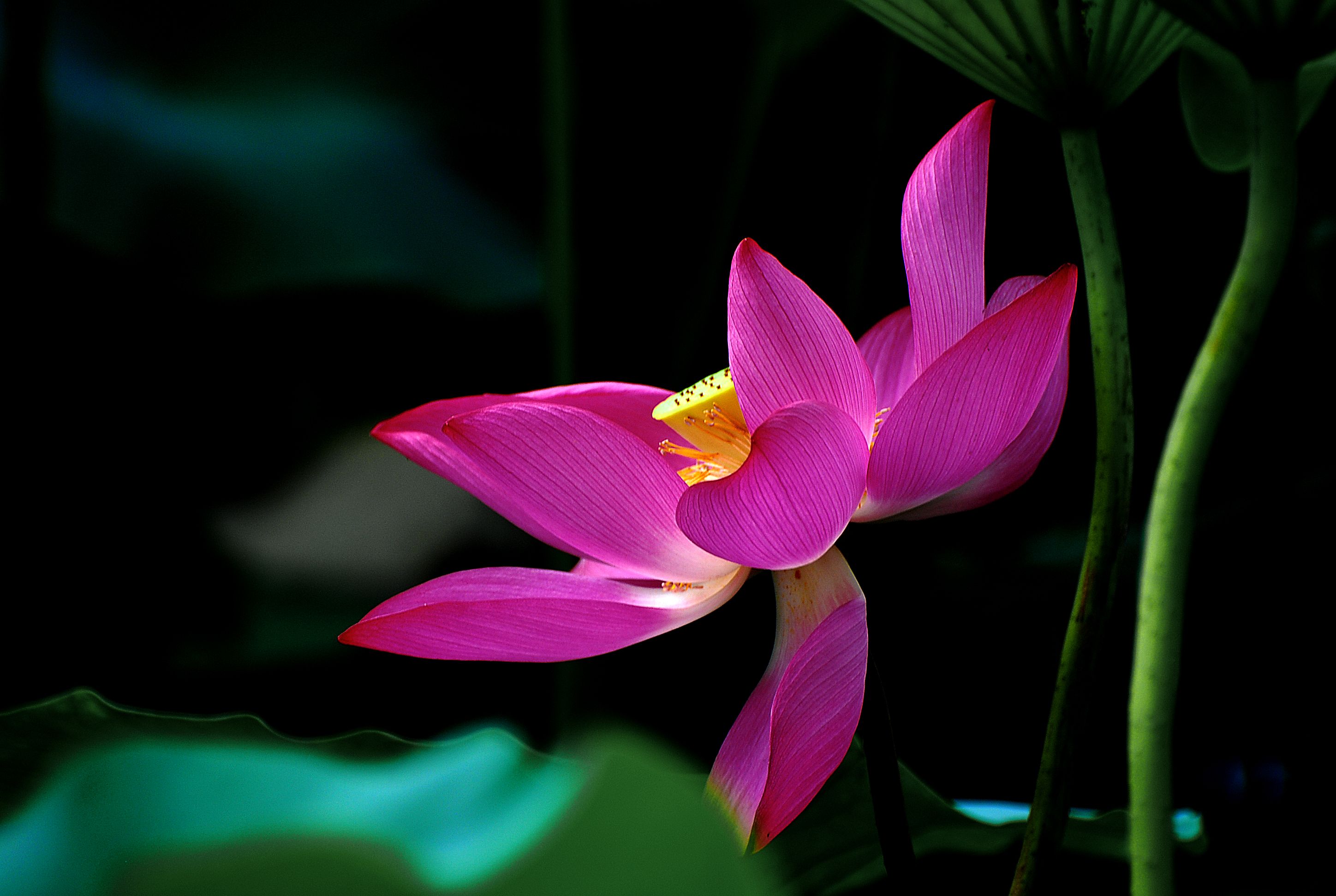 Vibrant Pink Lotus Flower Blooming in Nature · Free Stock Photo