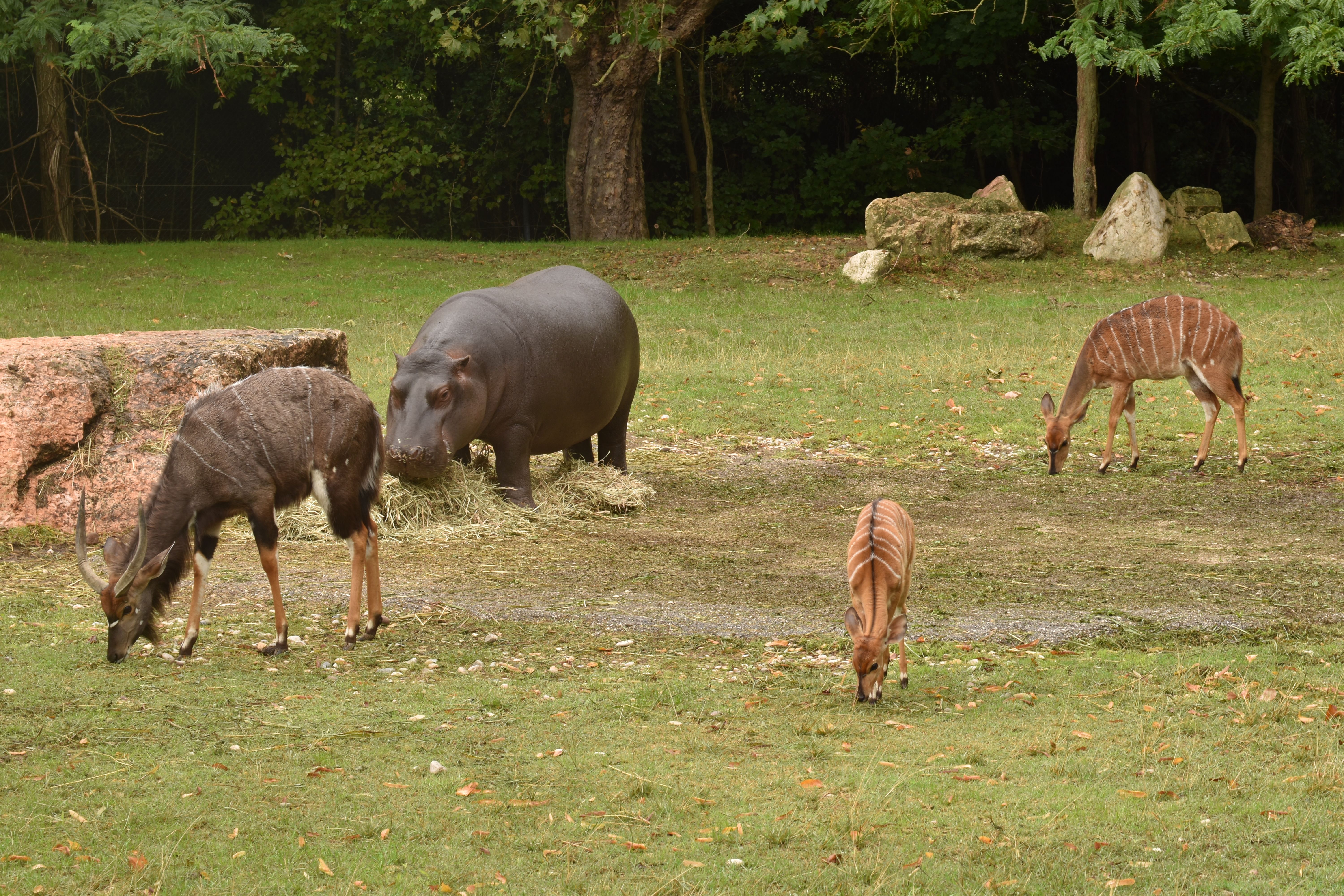 Wildlife Scene with Hippo and Antelopes Grazing · Free Stock Photo