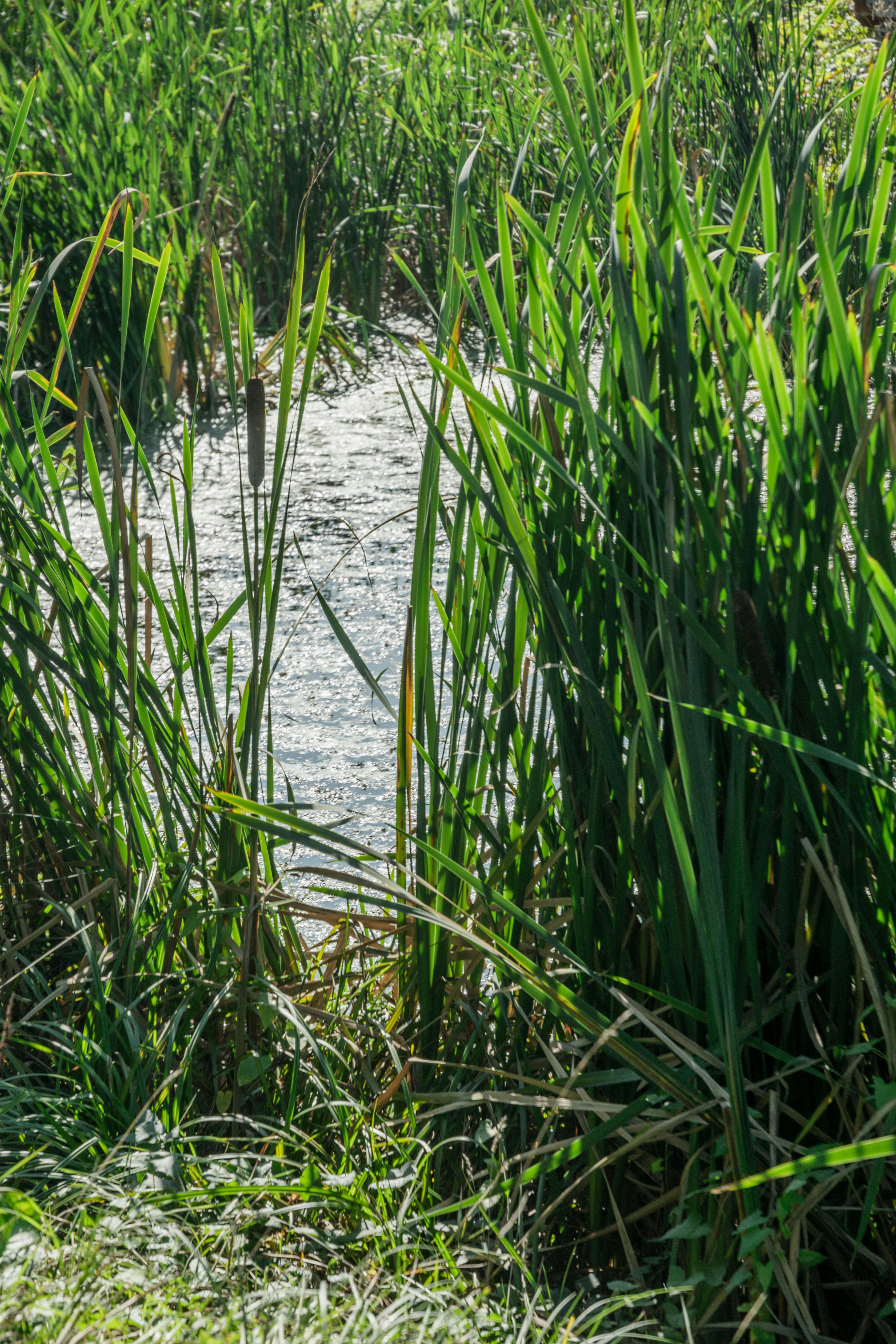 Lush Green Reeds by a Calm Stream in Smolec · Free Stock Photo