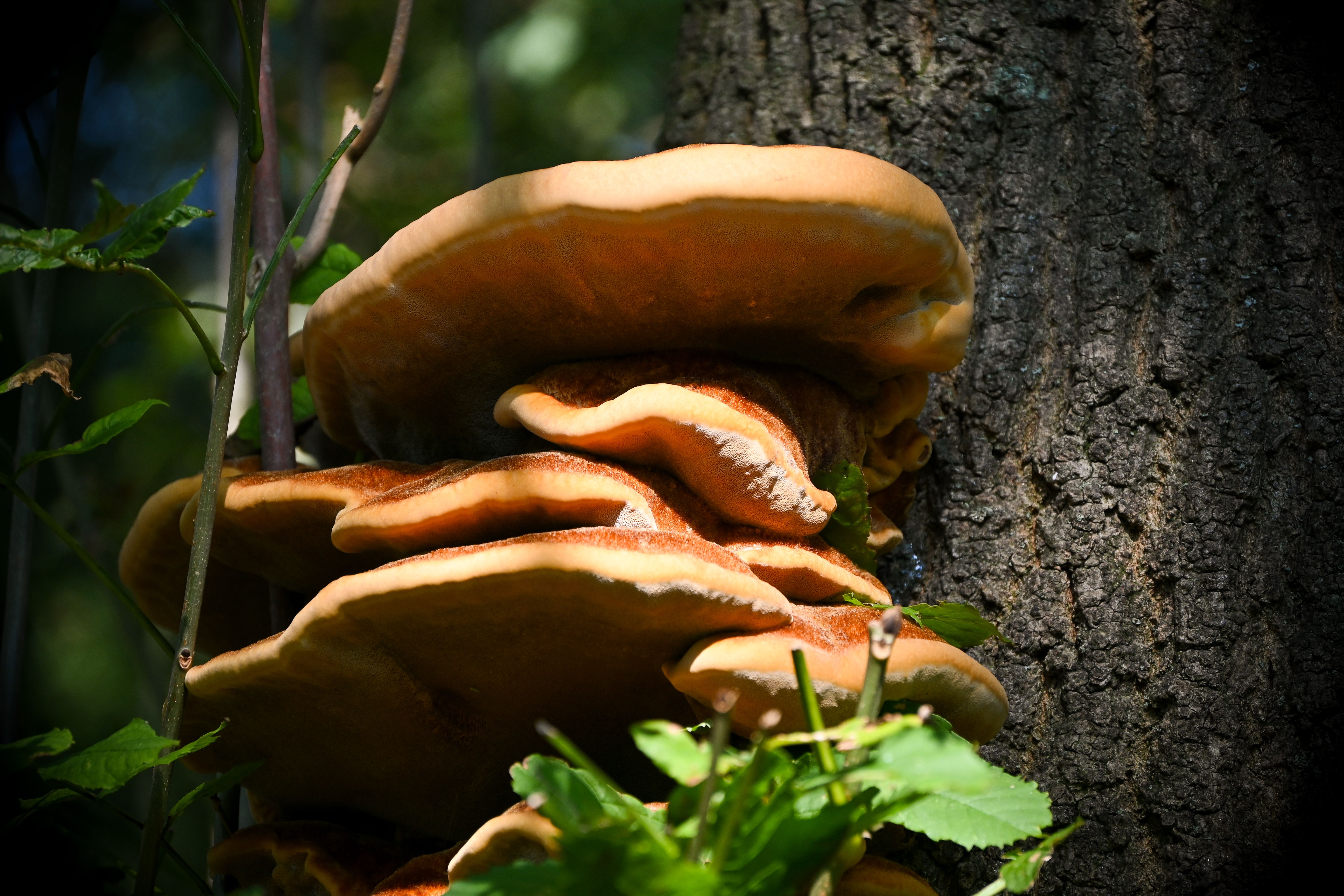 Close-Up of Tree Fungus in Sittard Forest · Free Stock Photo