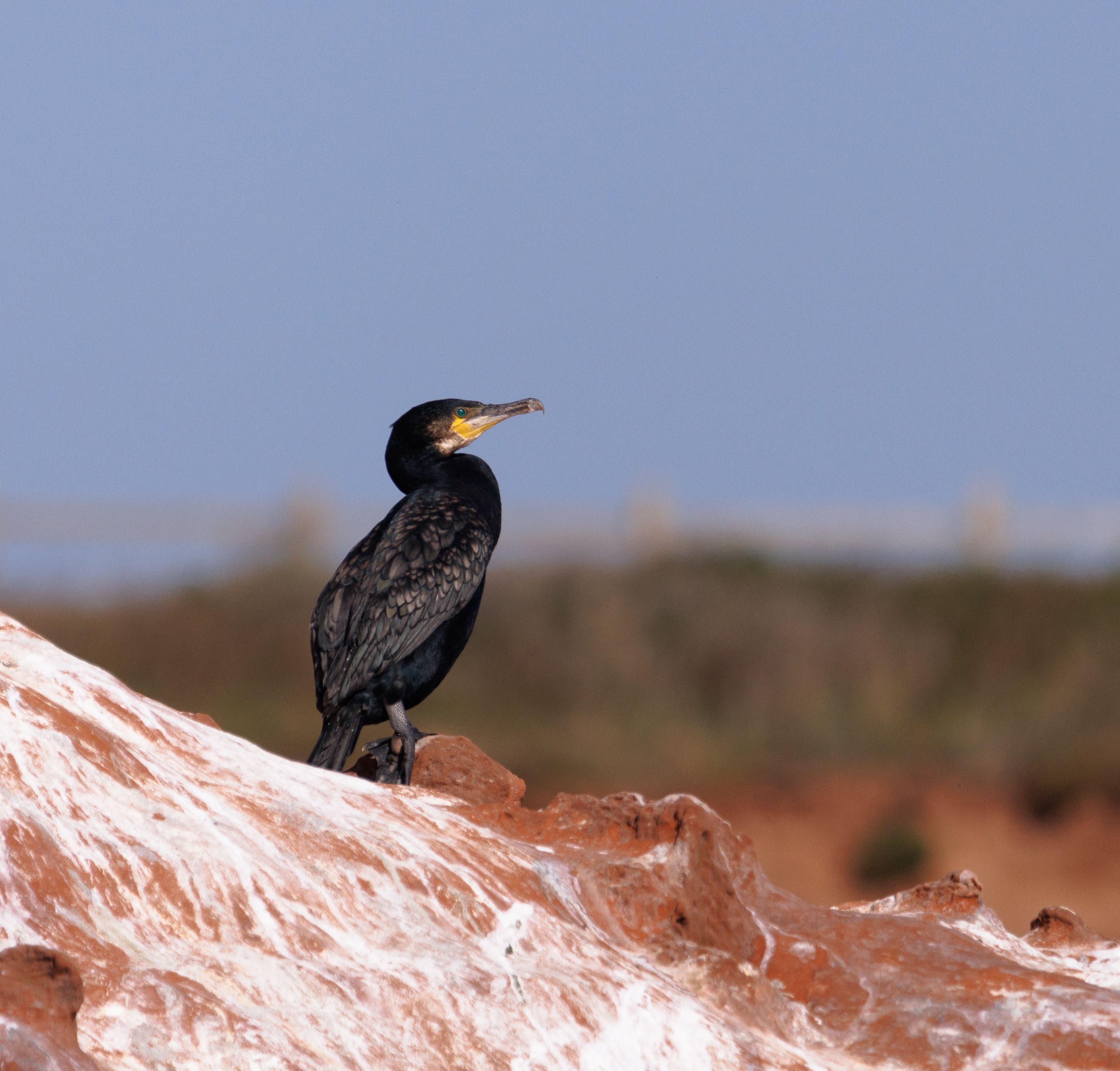 Cormorant standing on a rocky shoreline · Free Stock Photo