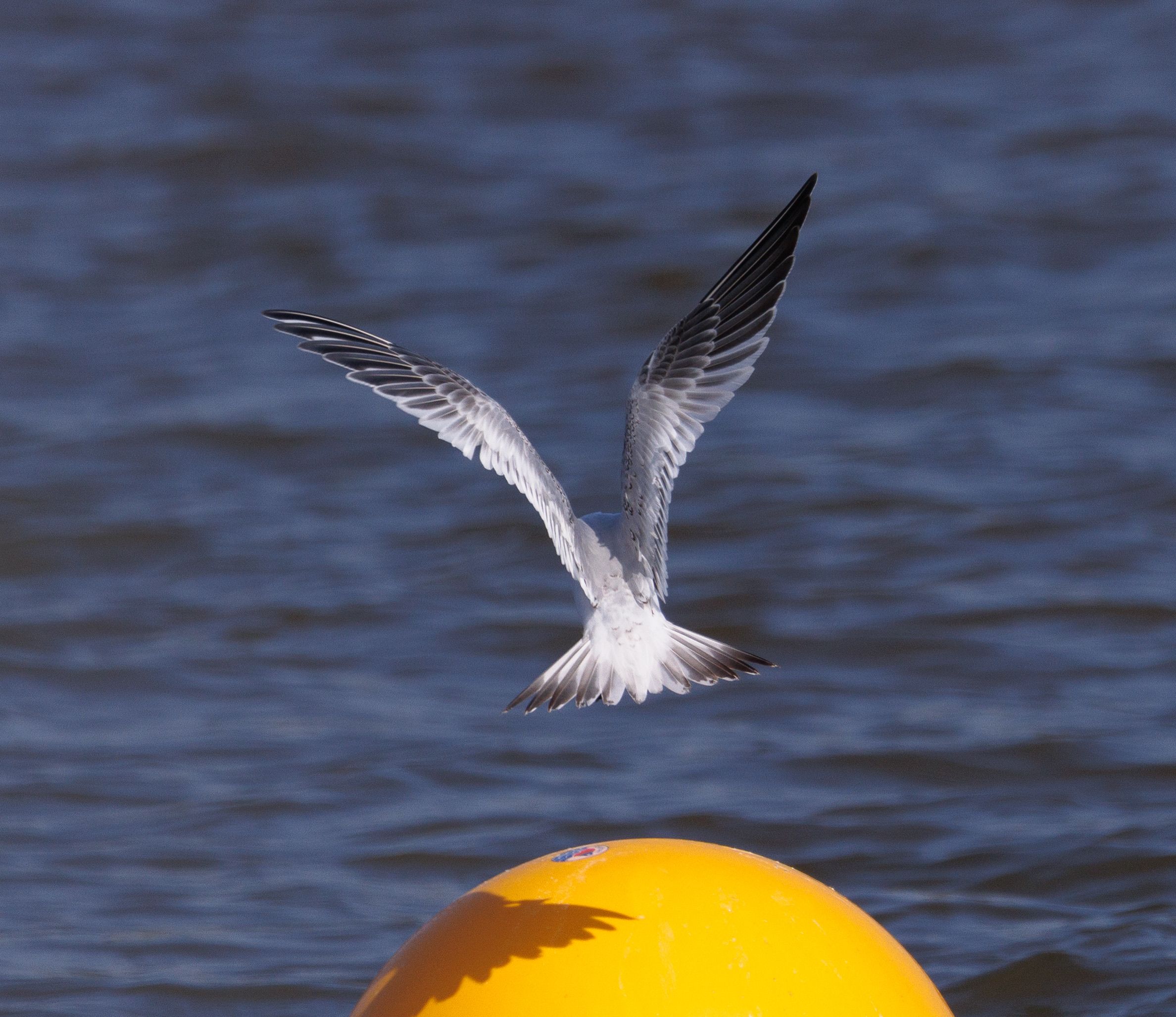 Seagull in Flight Above Blue Water with Yellow Buoy · Free Stock Photo