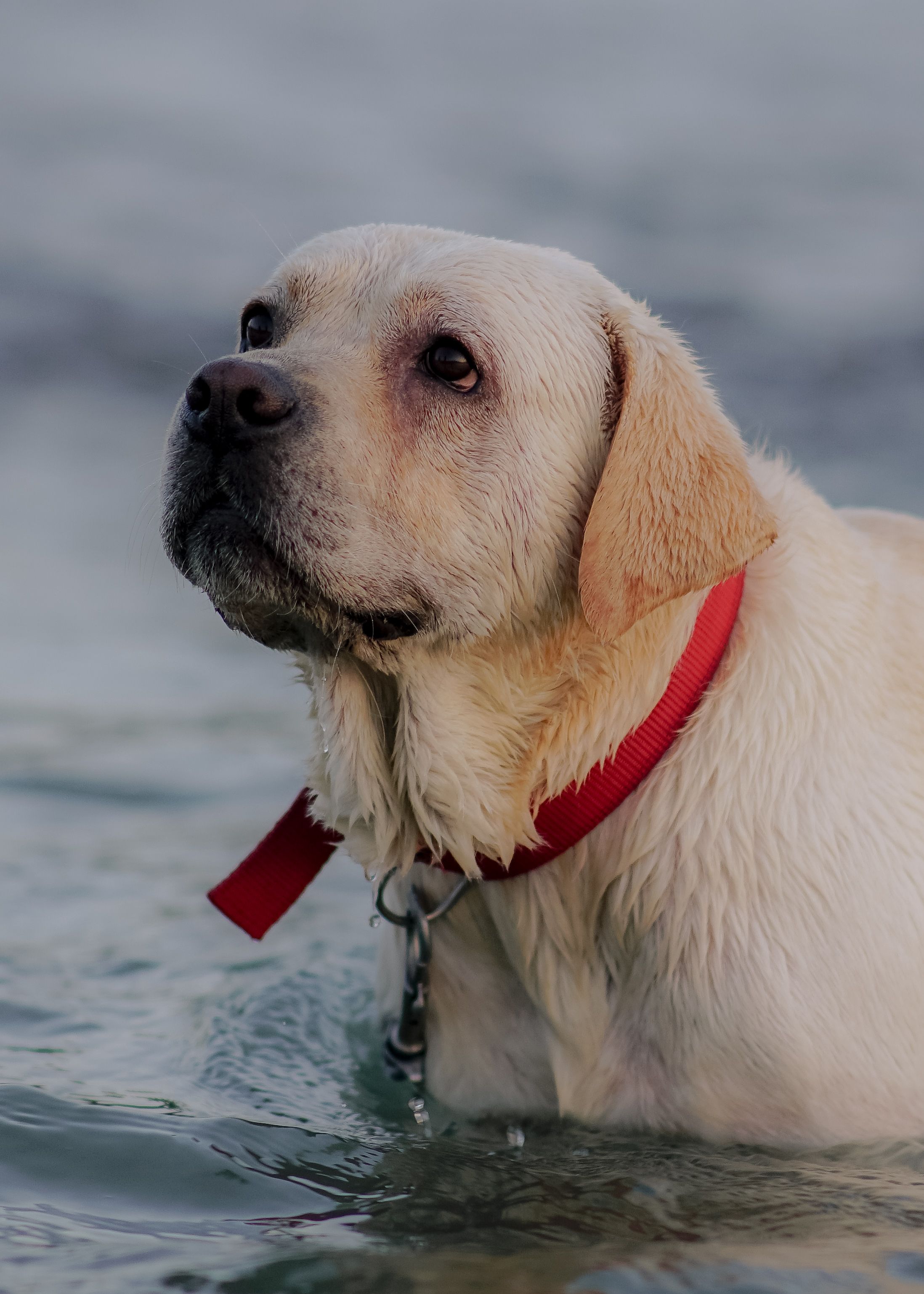 Labrador Retriever Enjoying a Swim in the Ocean · Free Stock Photo