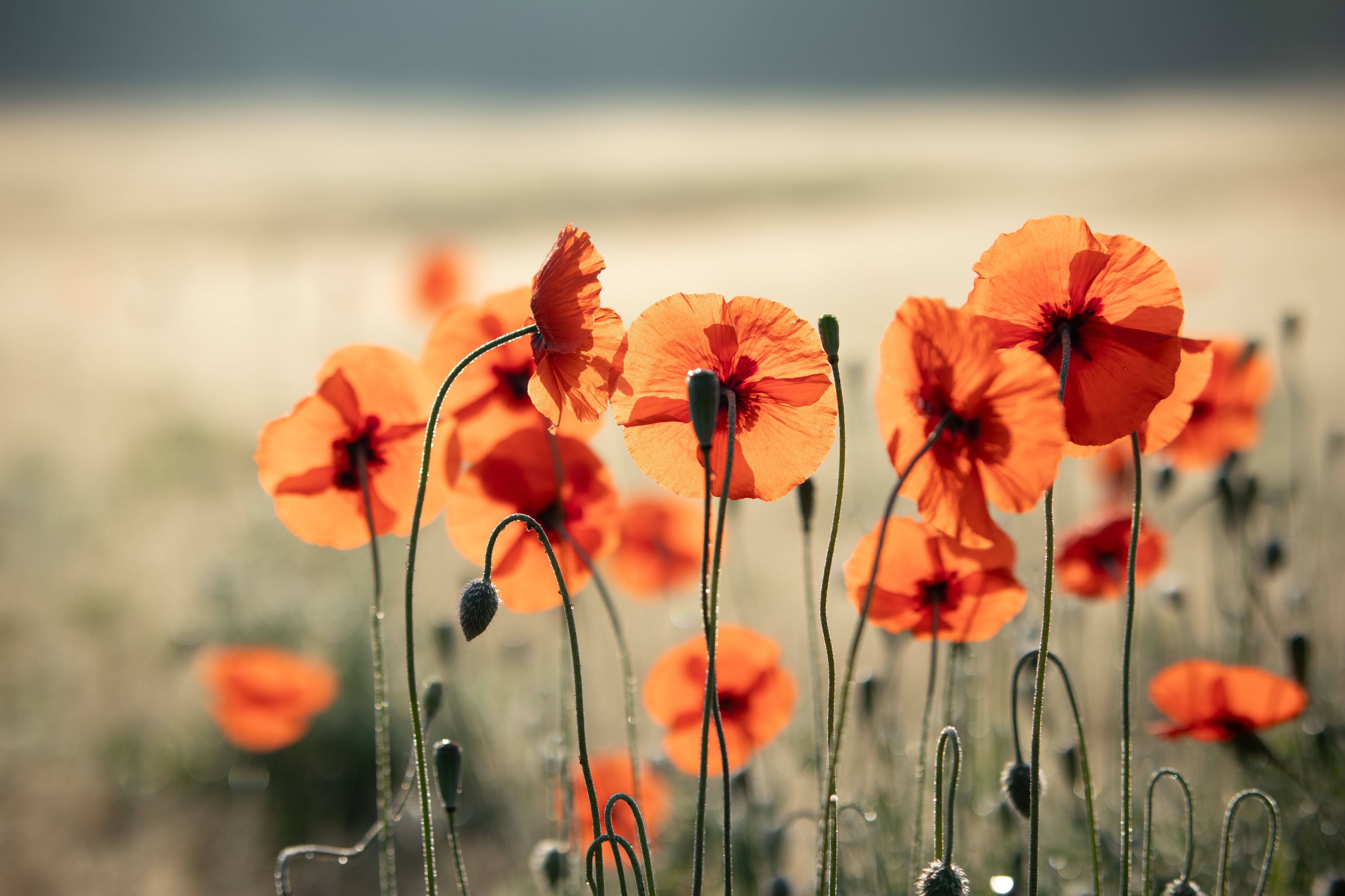 Red Poppies Wallpaper