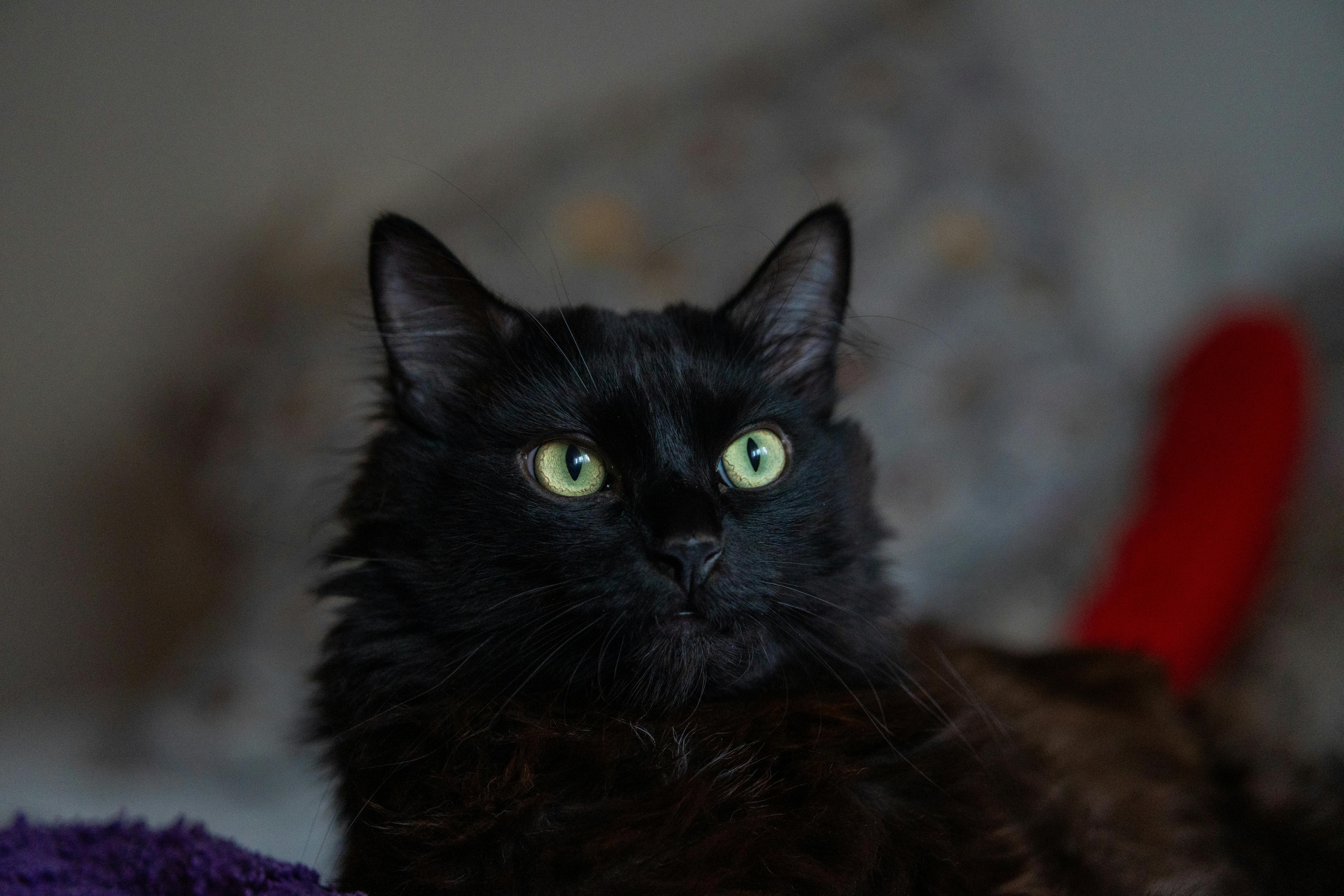 Gato Angora Negro Descansando En El Interior · Foto de stock gratuita