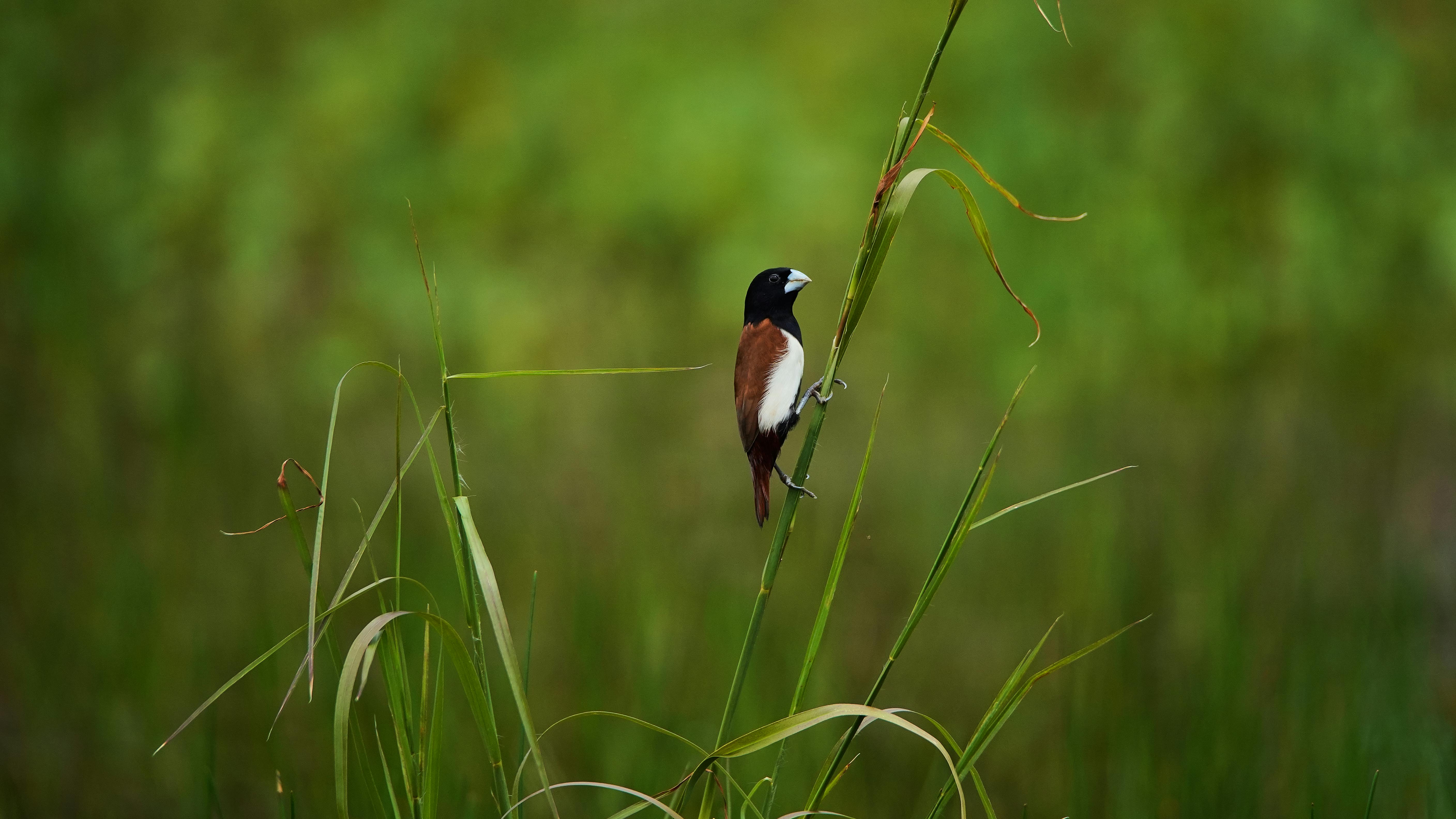 Beautiful Bird Perched on Grass in Mérida · Free Stock Photo
