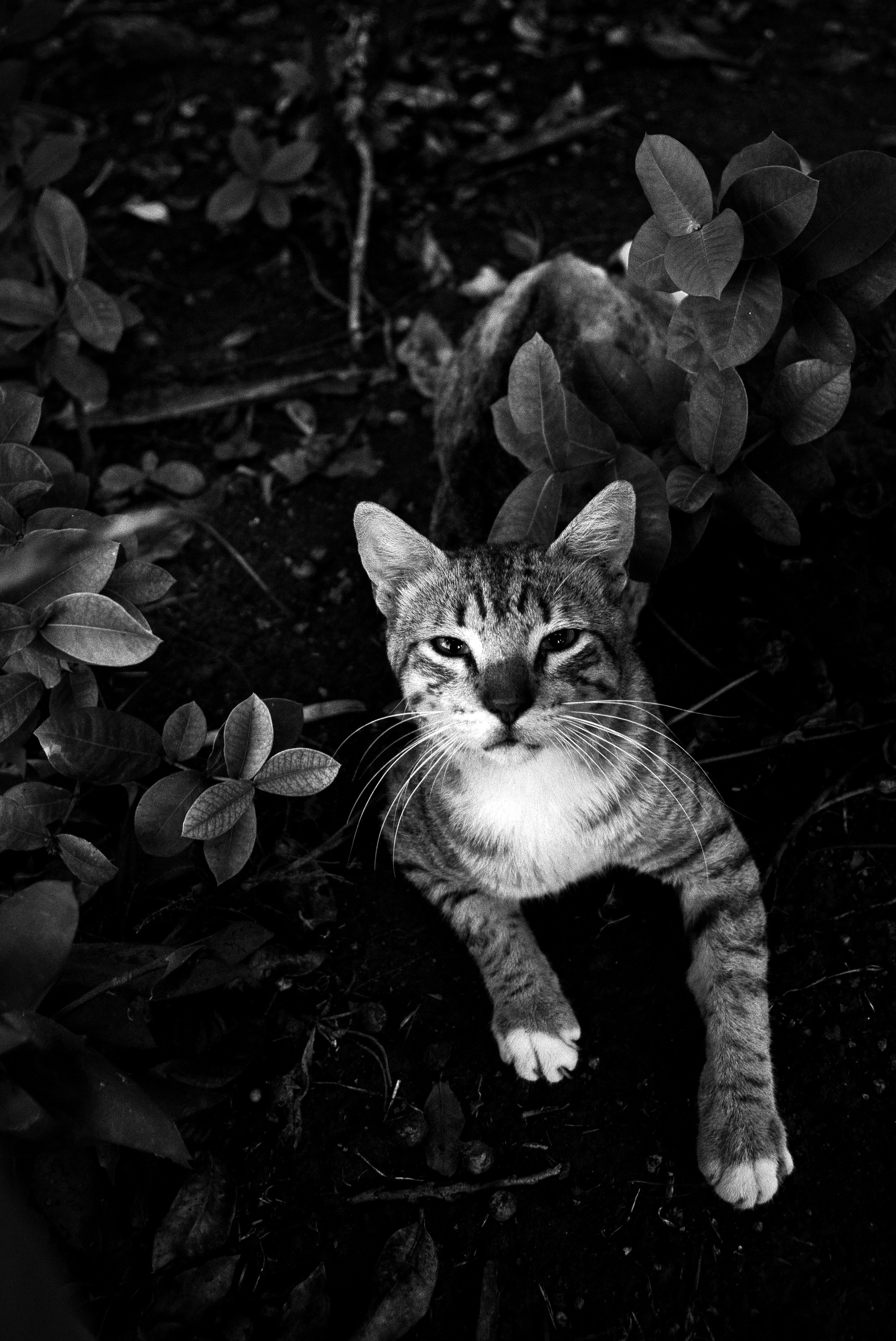Monochrome Cat Portrait in Natural Setting · Free Stock Photo