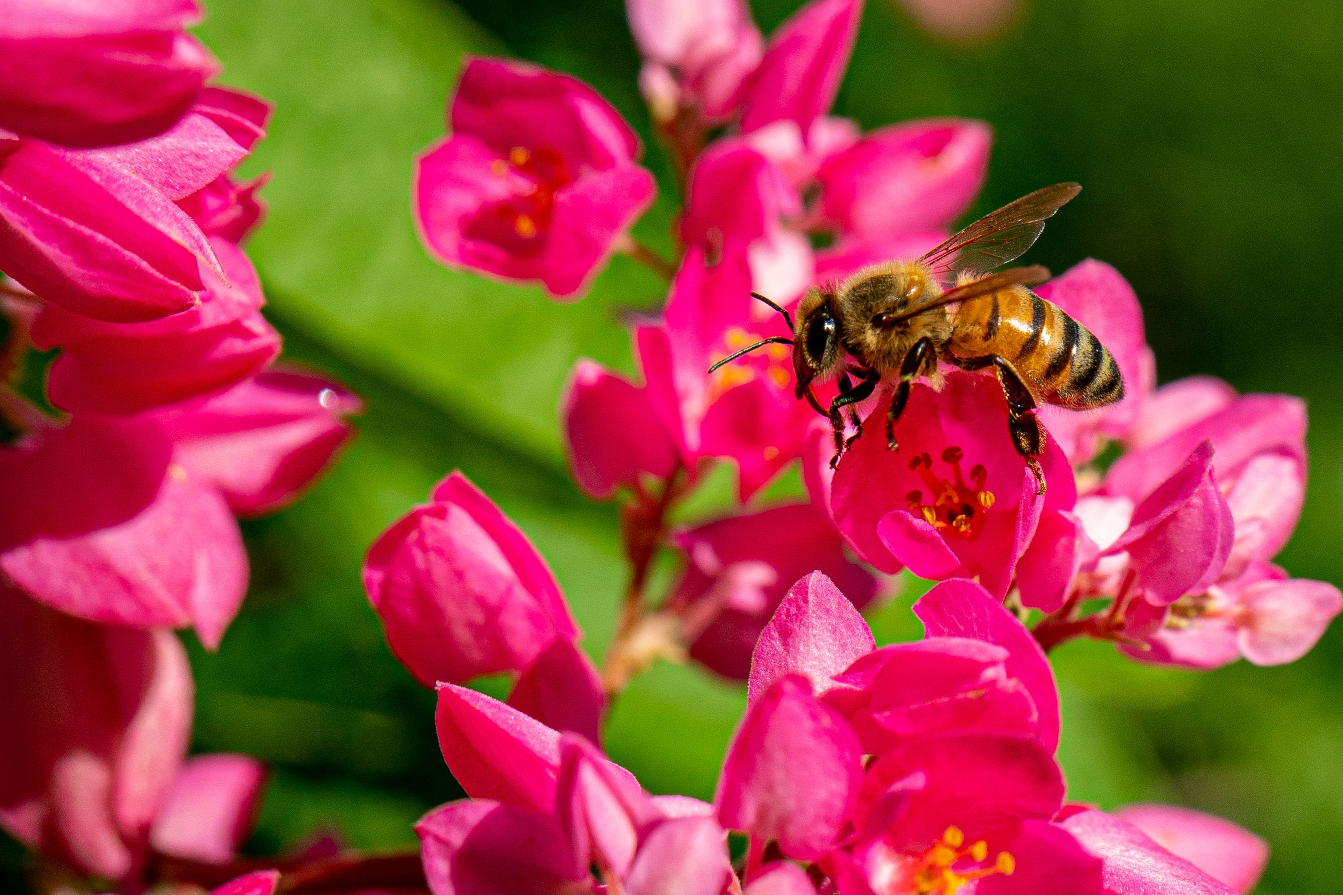 Honeybee Pollinating Vibrant Pink Blooms · Free Stock Photo