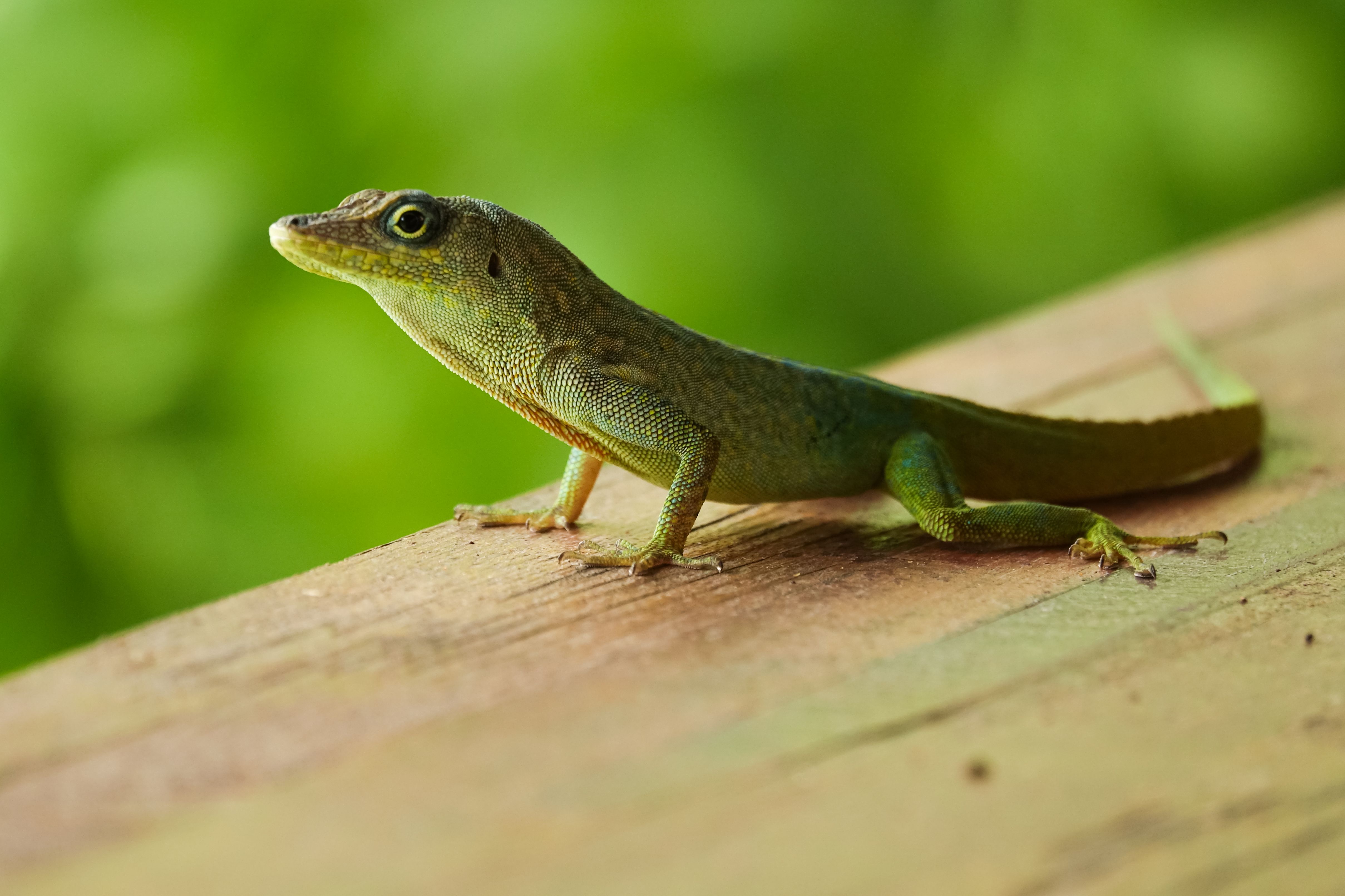 Spondylurus Basics: Simple Guide to This Tiny Snake Species
