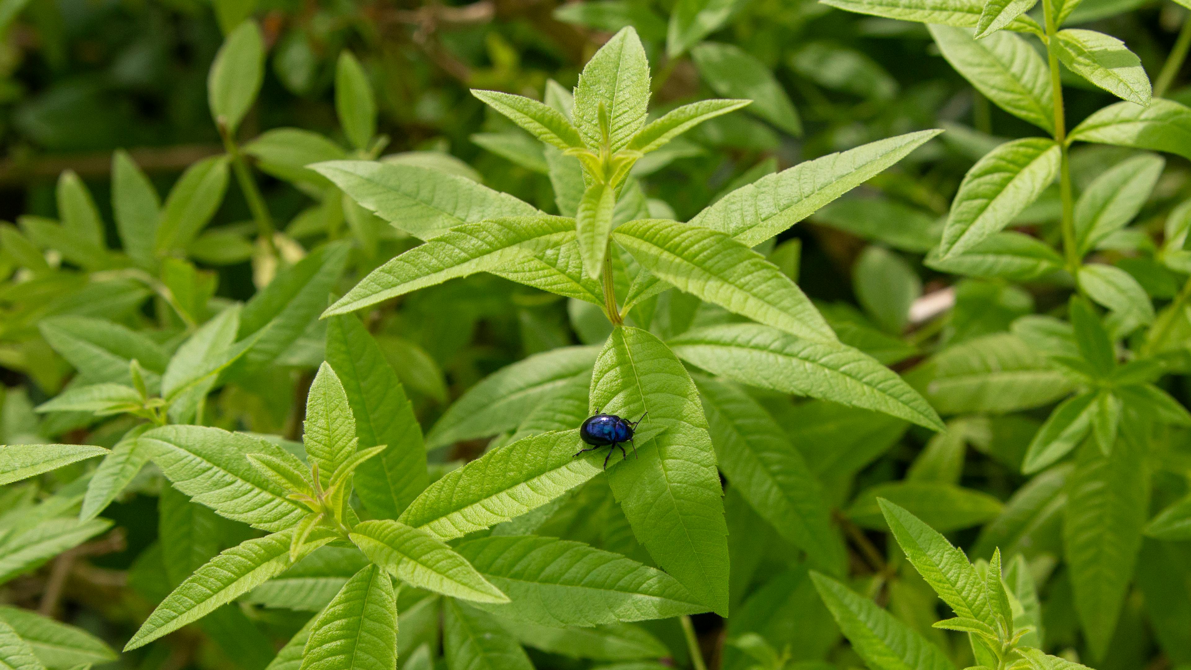 Vibrant Insect on Fresh Green Verbena Leaves · Free Stock Photo