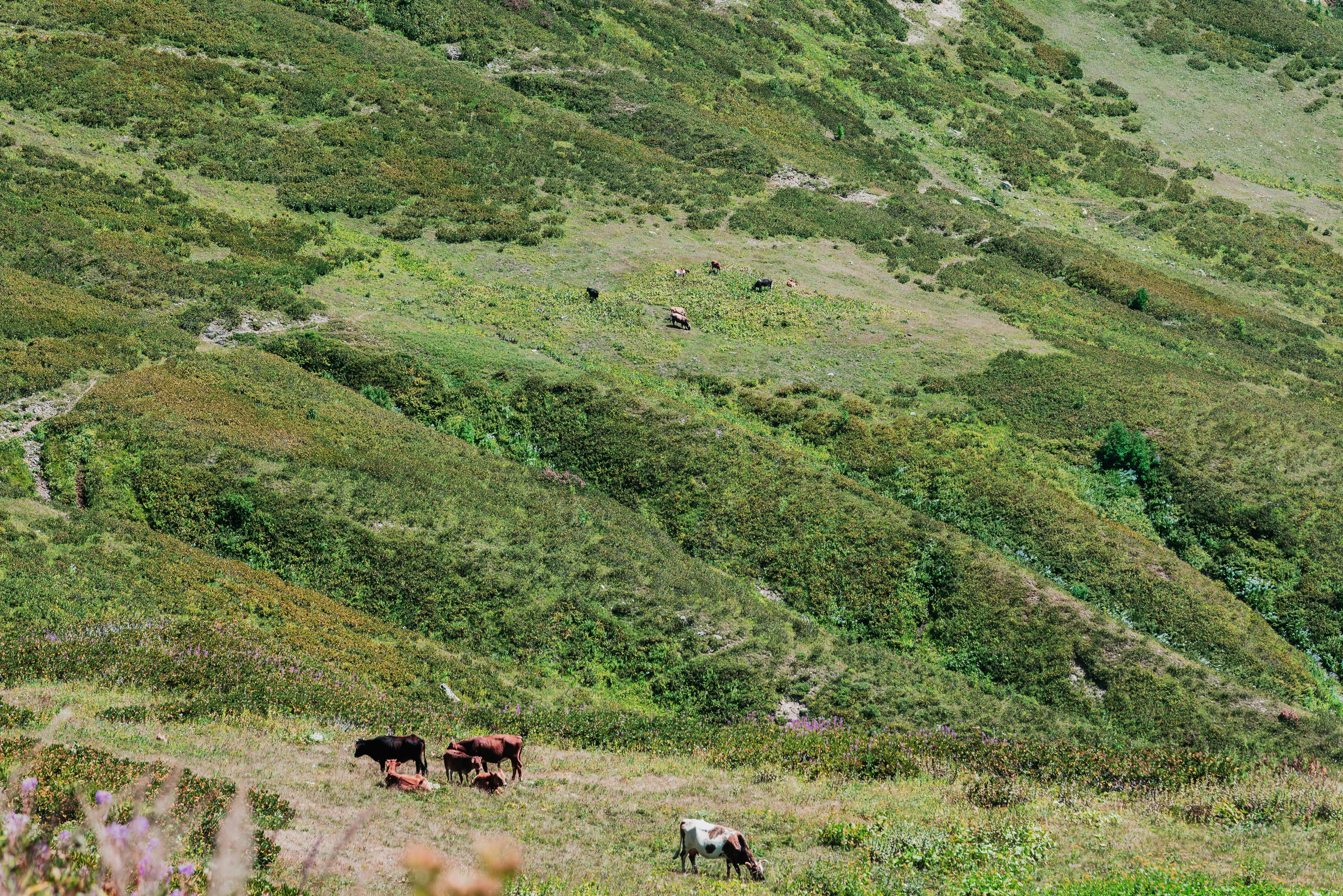 Serene Landscape with Grazing Cows in Gagra · Free Stock Photo