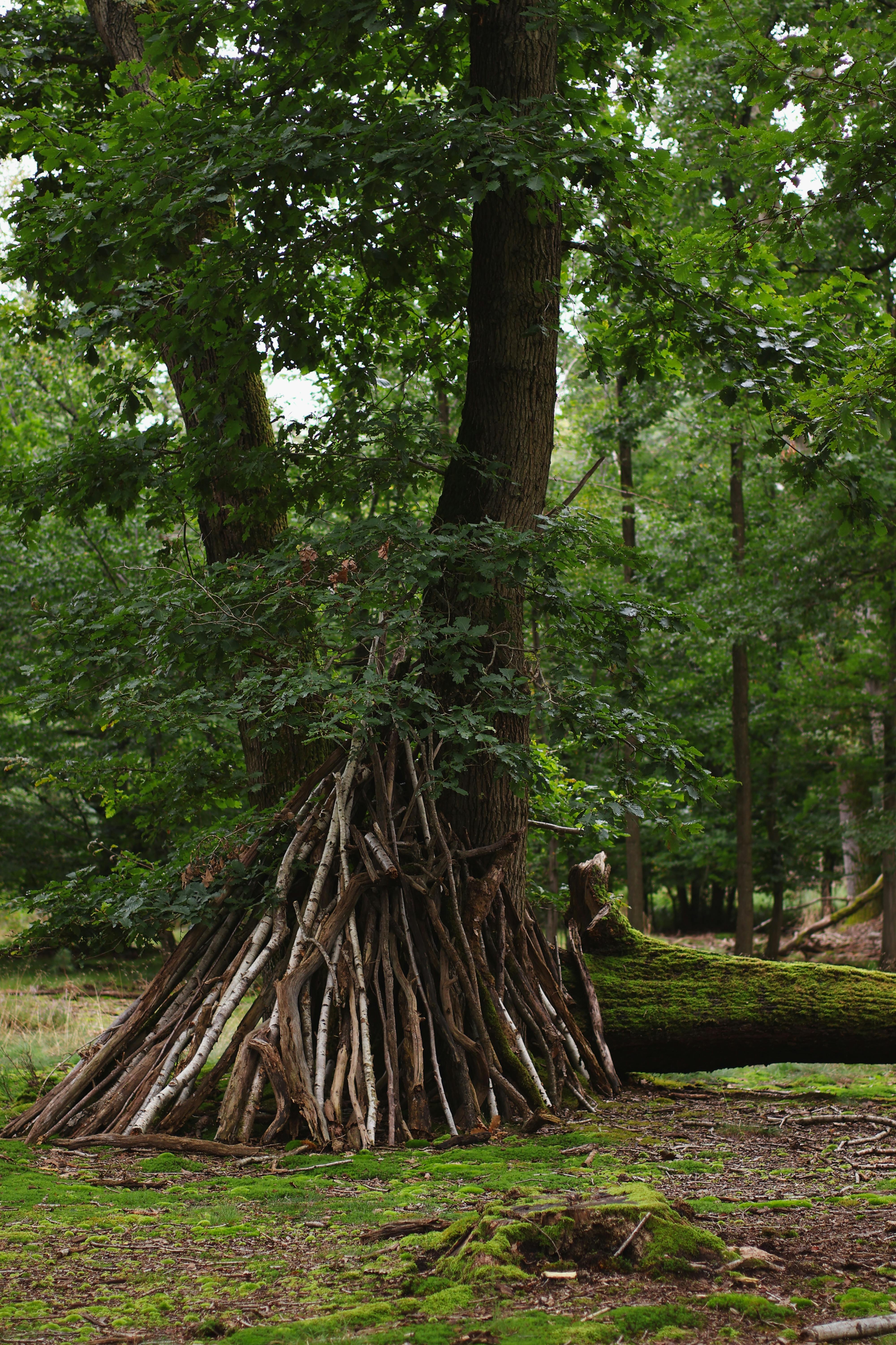 Tree Log · Free Stock Photo